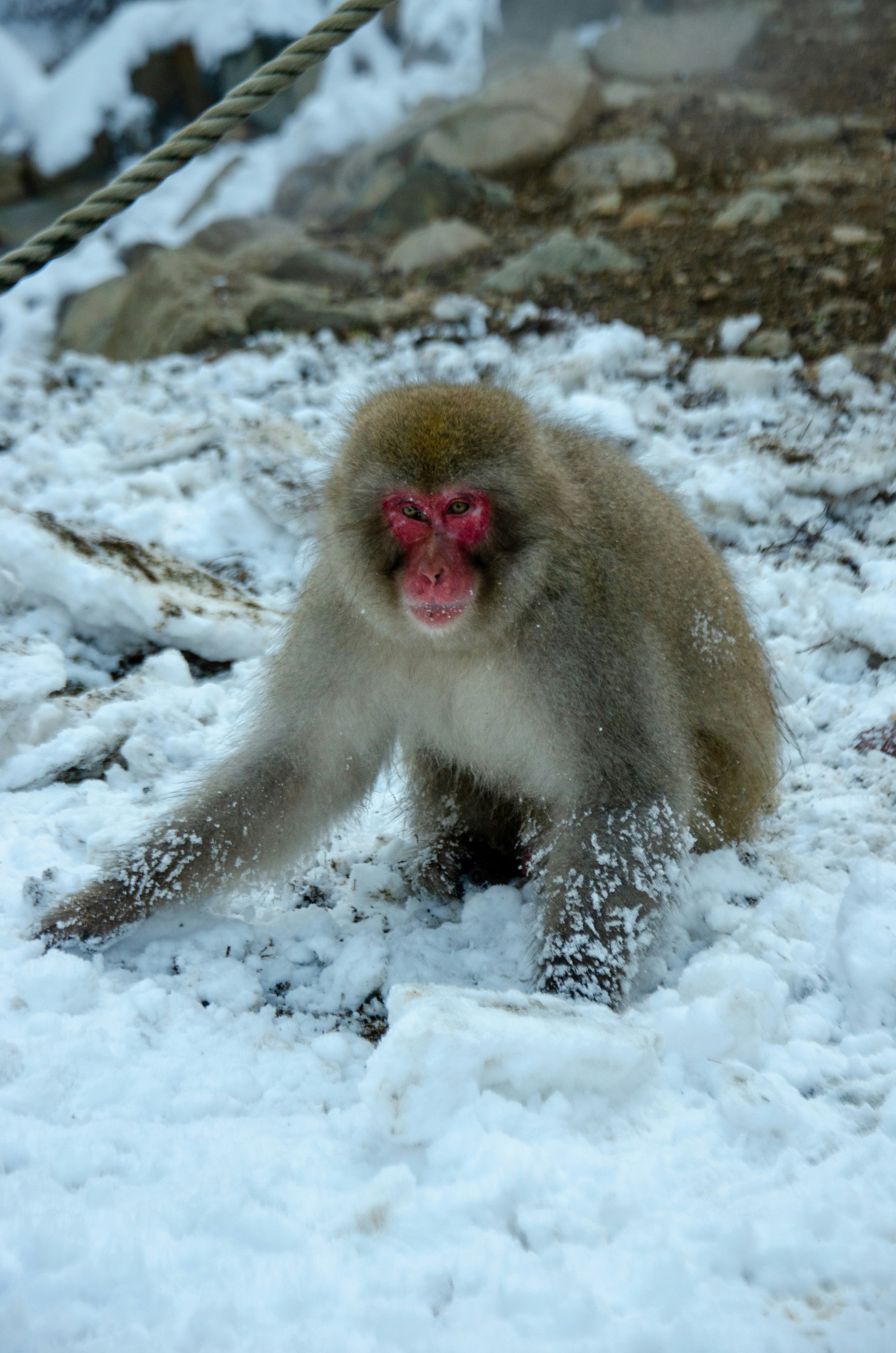 Snowbound Visitor: A Japanese Macaque Faces the Camera Amid Frost