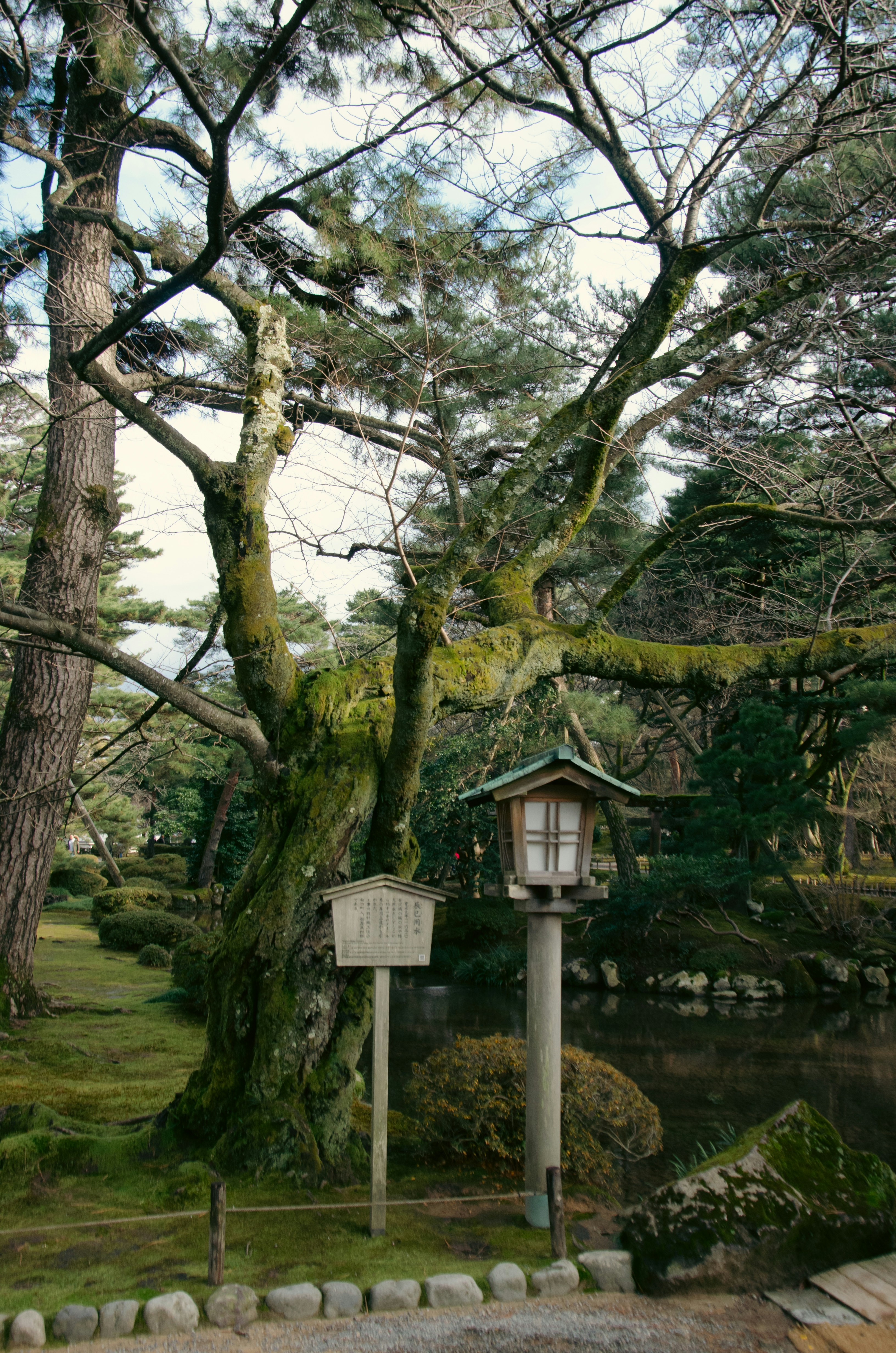 Moss-clad guardian: A tranquil lantern beside time-worn pines