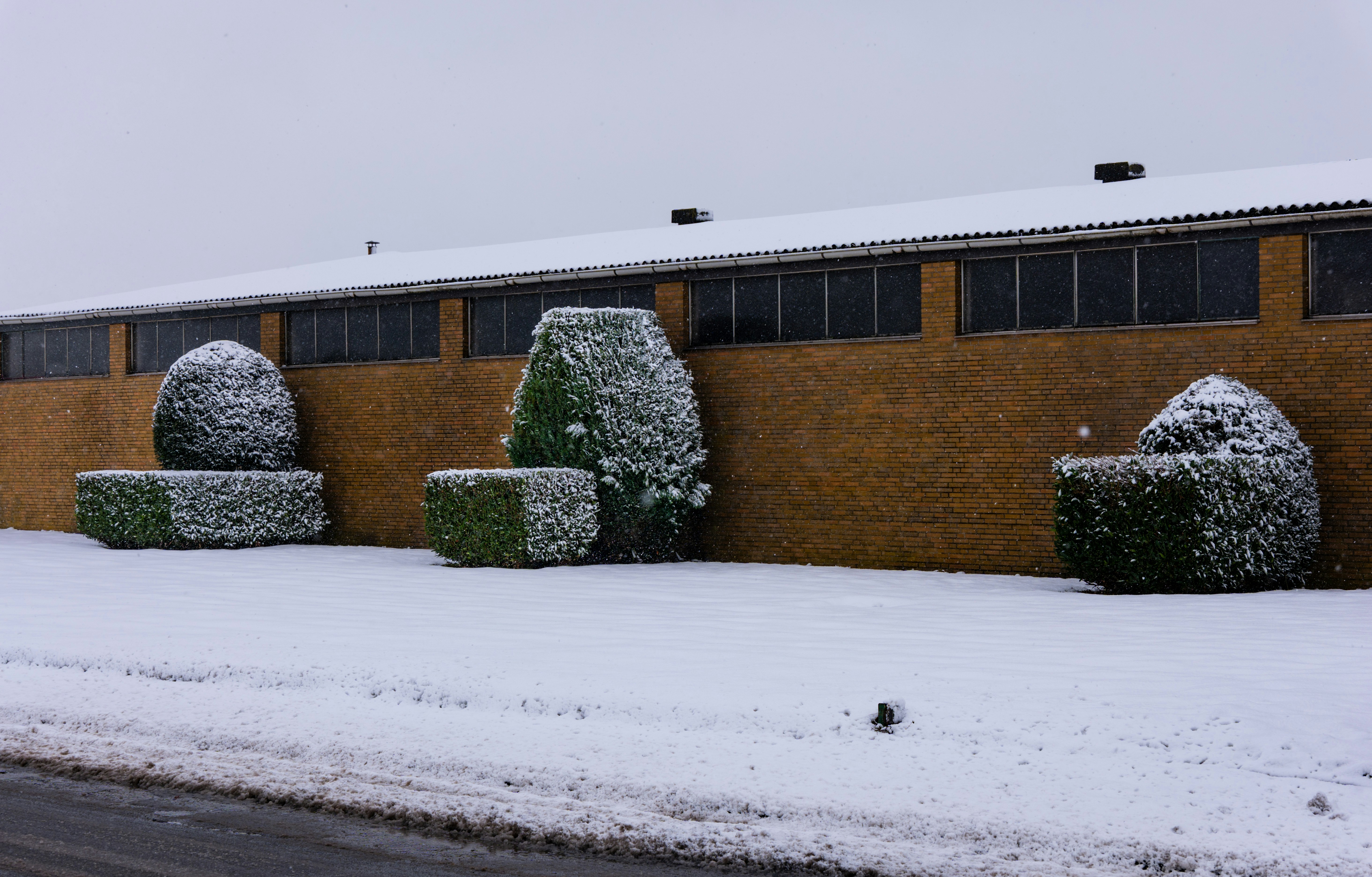 Snow-quiet Row of Shrubs in Front of Brick Industrial Wall