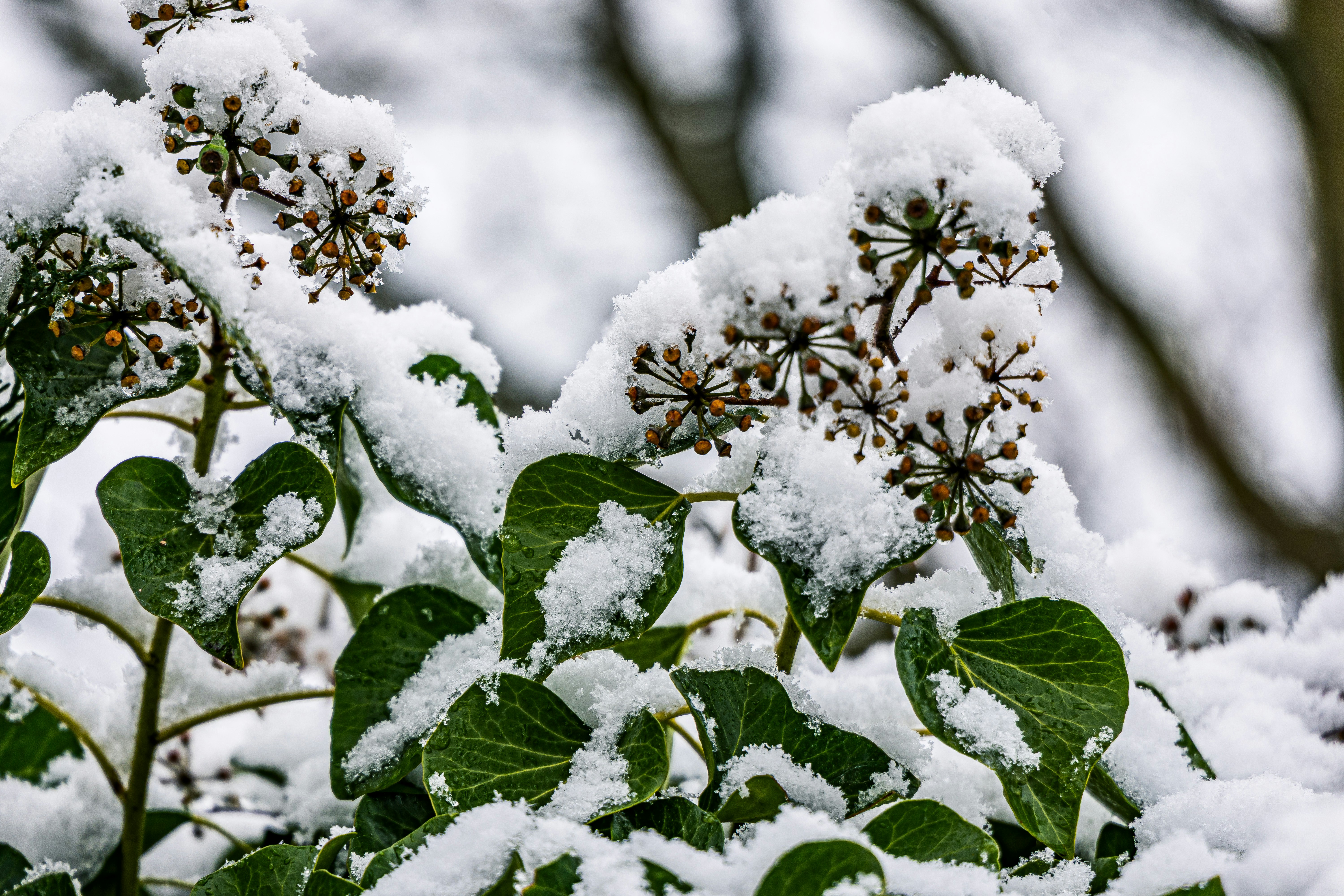 Green ivy leaves covered in fresh snow