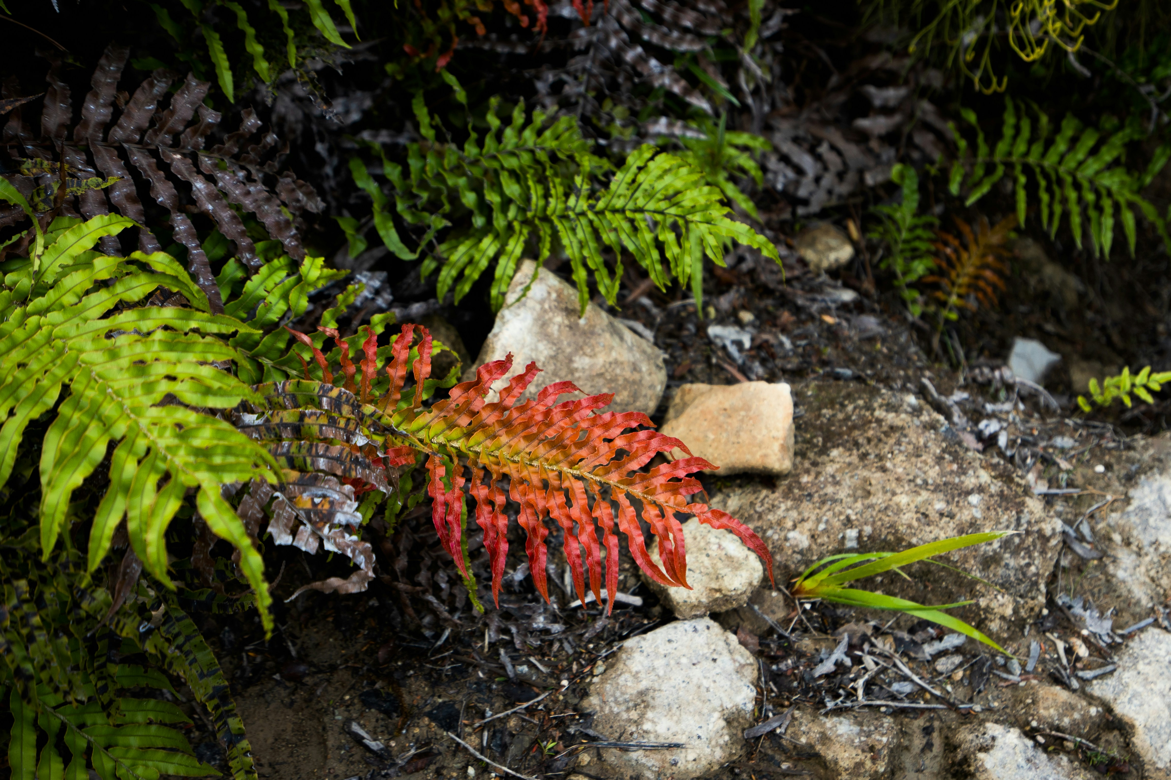 Autumn Fern and Rock Bed: A Quiet Ground Scene