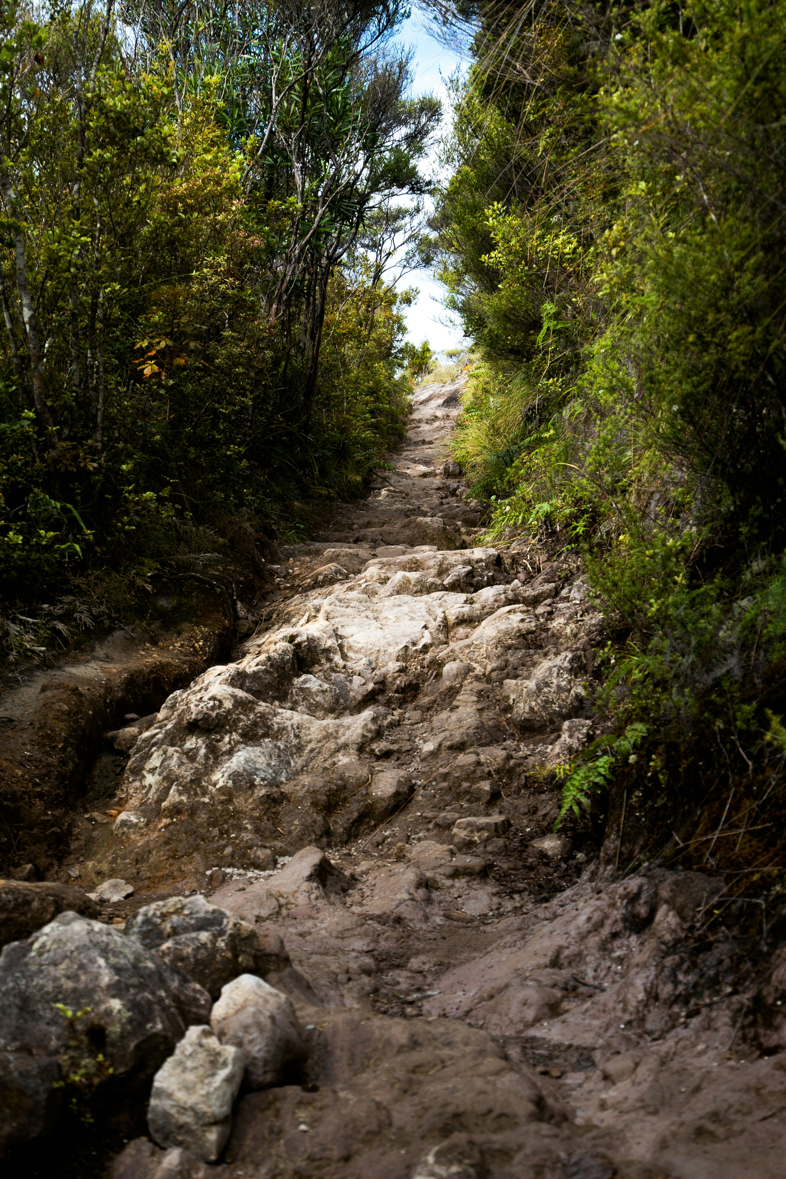 Rugged trail through sunlit scrub toward a distant ascent
