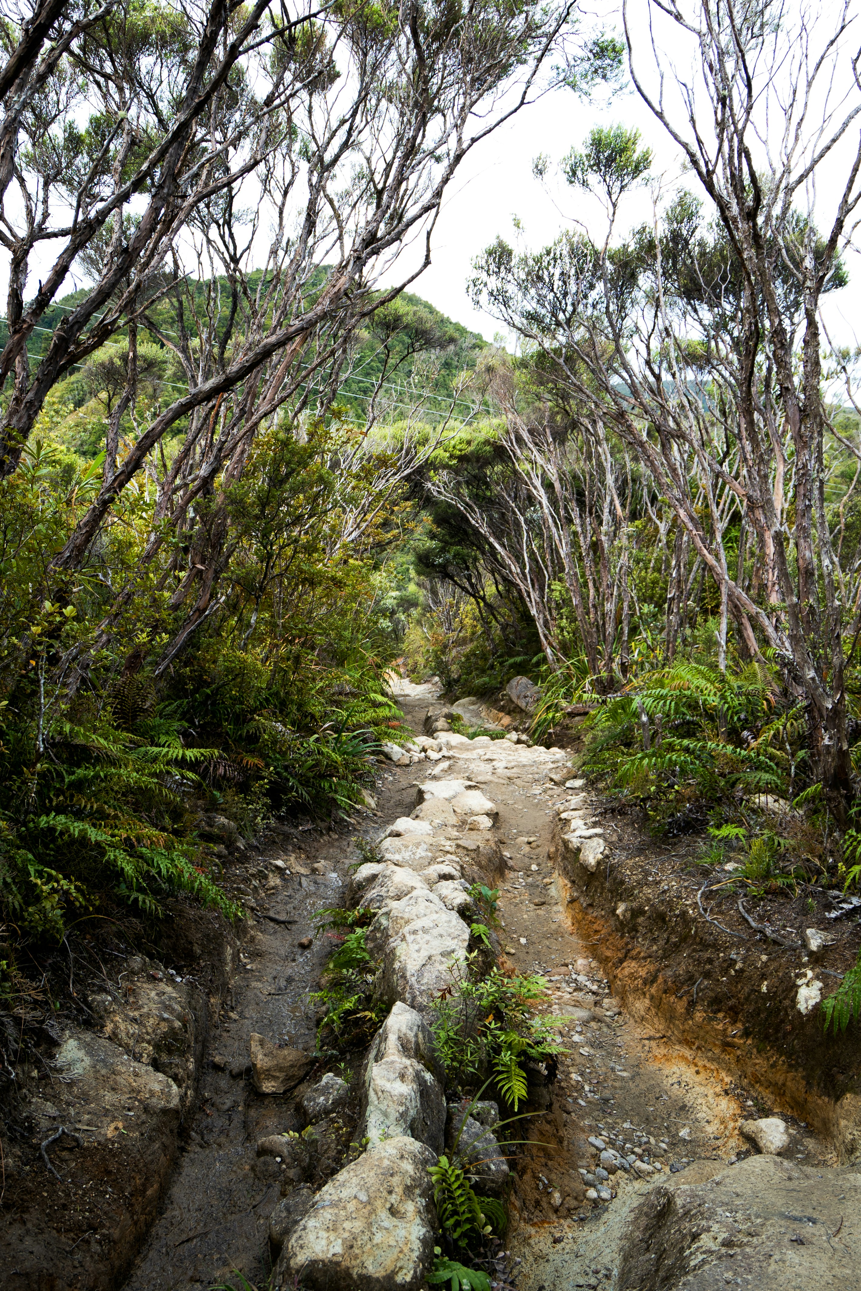 Between Weathered Branches: A Rocky Trail Through Quiet Greenery