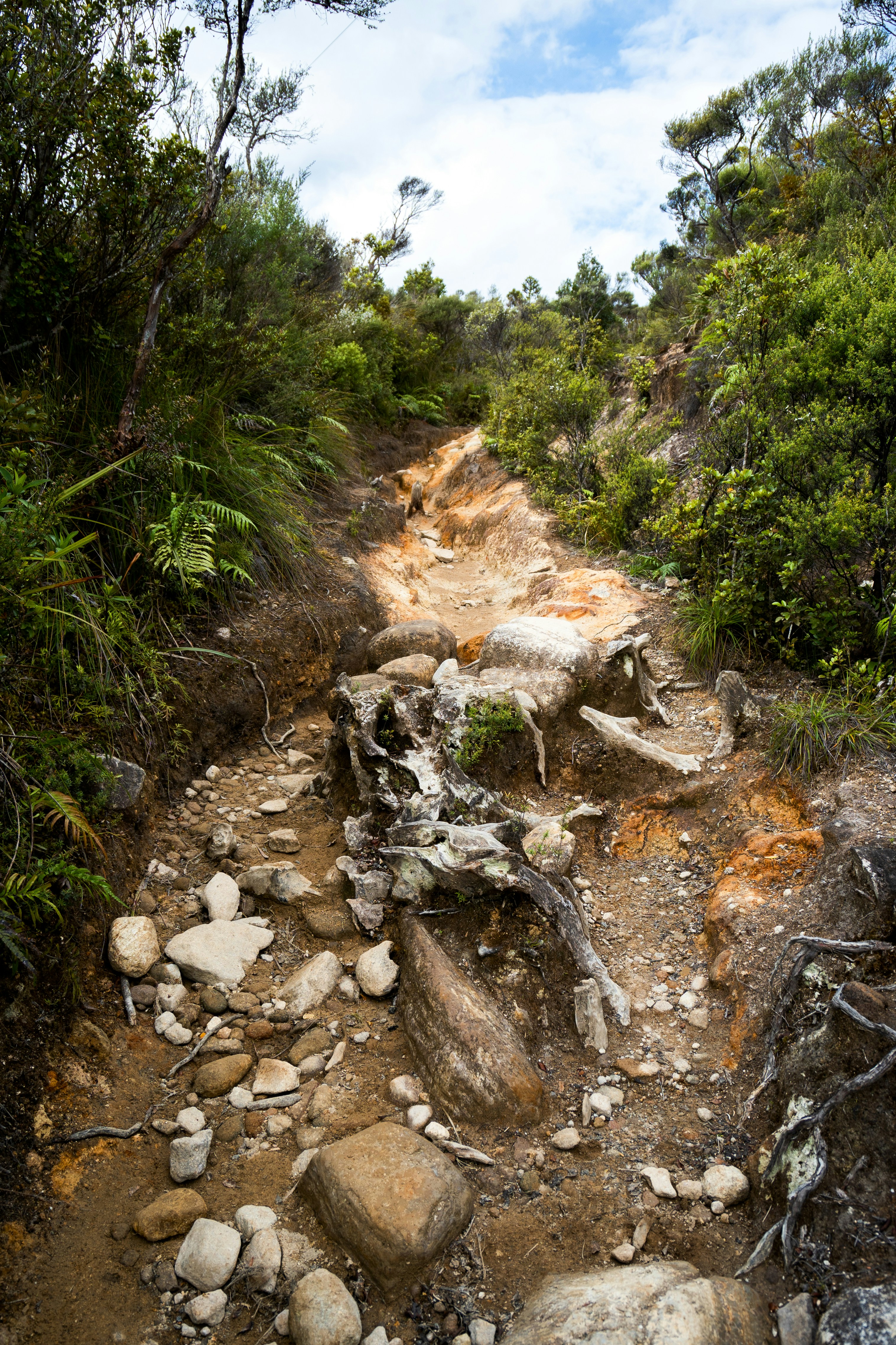 Rugged Trail Winding Through a Rocky, Vegetated Path