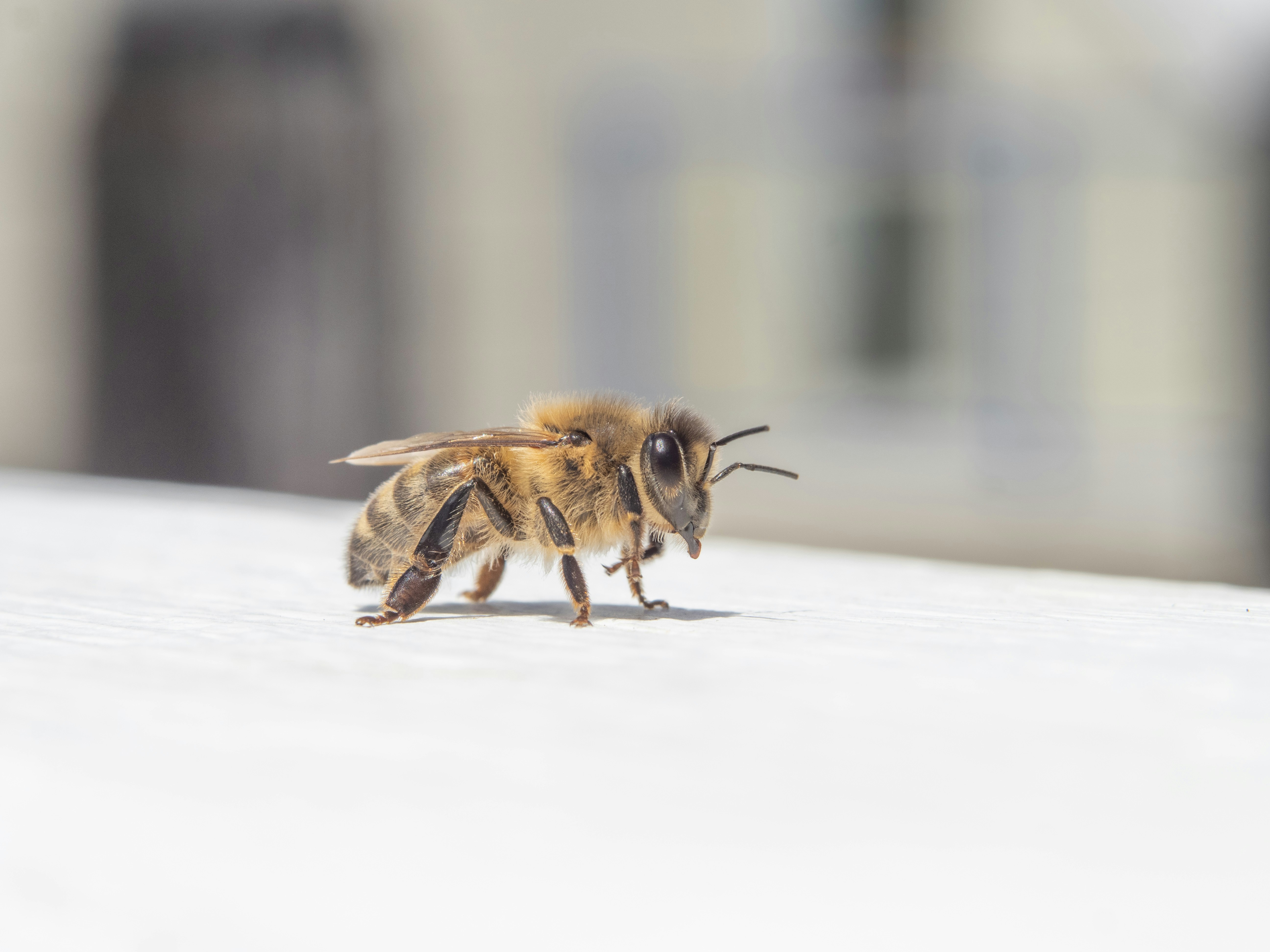 Grounded Drifter: A Honeybee on a Sunlit Surface
