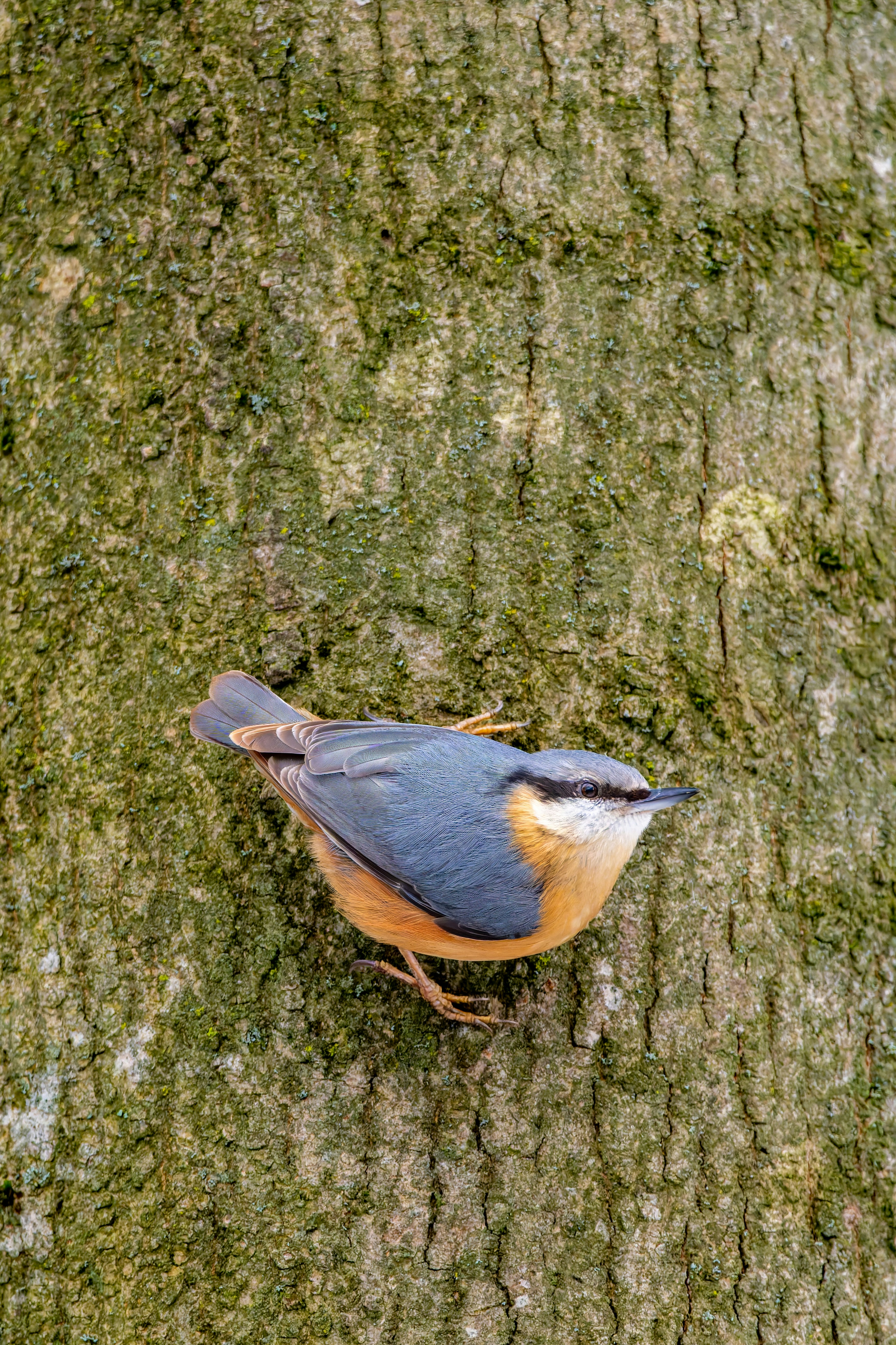 Blue-gray Kinglet on Bark: a Quiet Moment in Ridge-Wood Texture