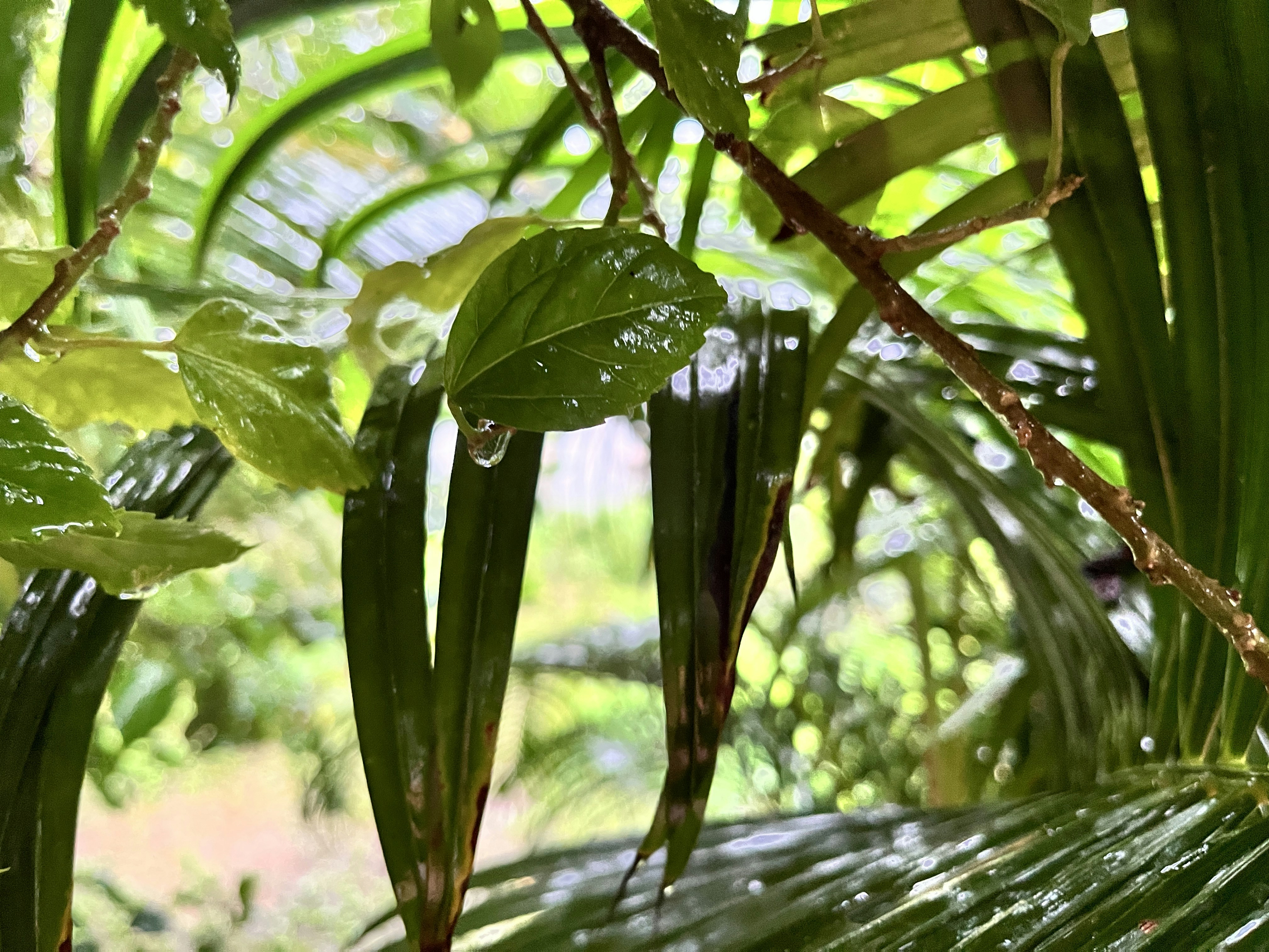 Emerald Foliage Cathedral: Water Droplets Framing a Tropical Leaf