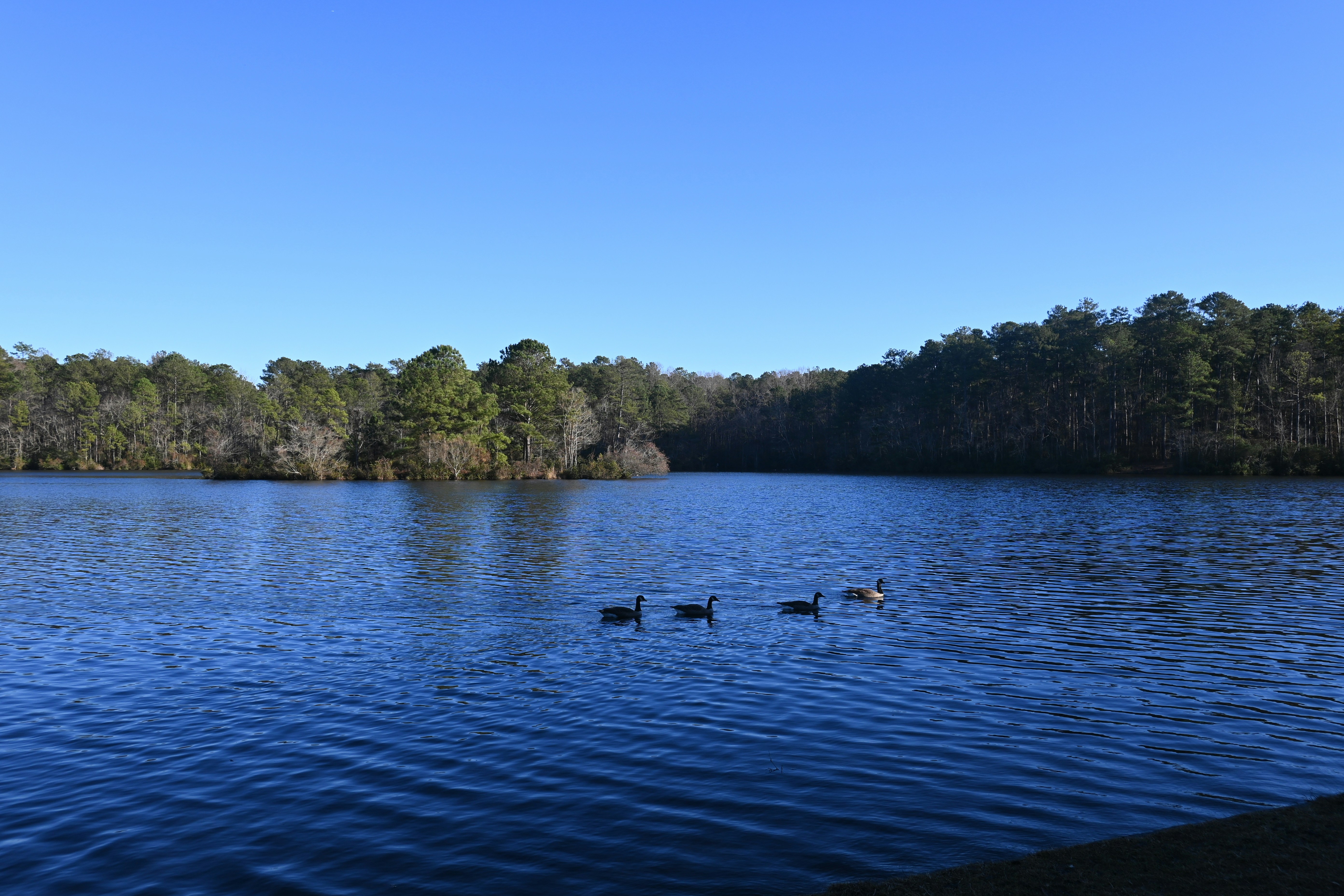 Distant Ducks on a Calm Blue Lake