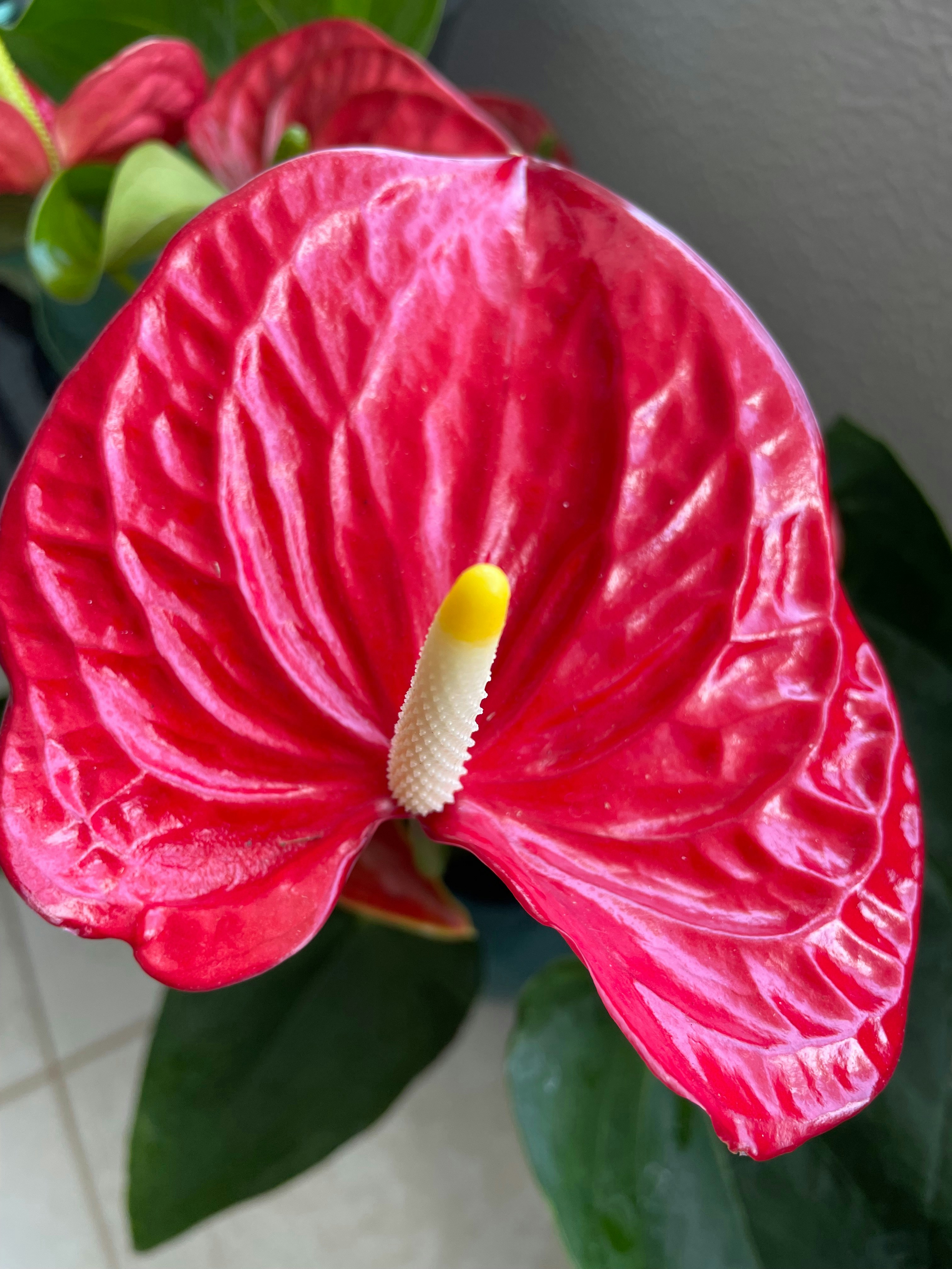 Crimson Heart: A Red Anthurium in Sharp Focus