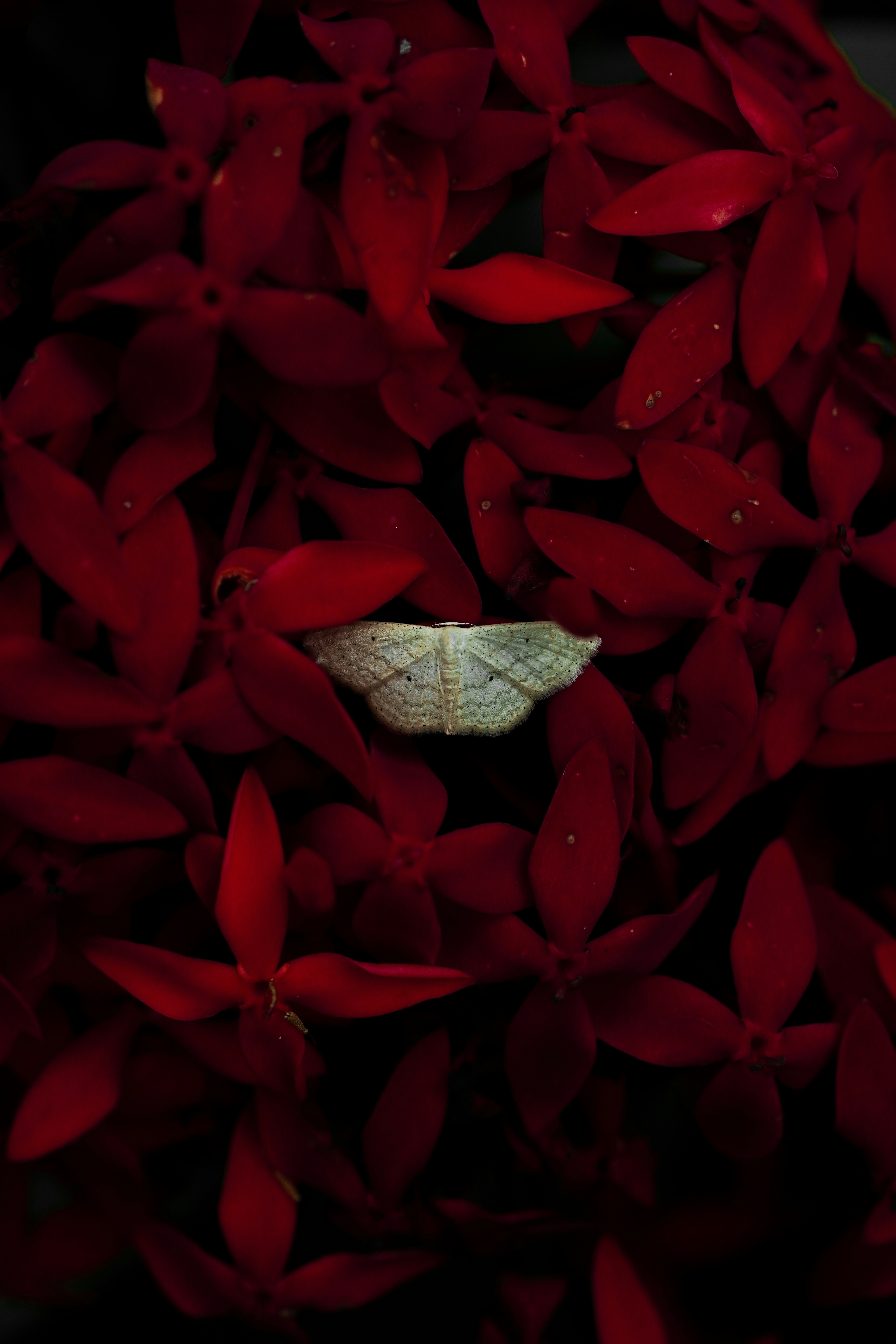 Lone Pale Wing on Velvet Red