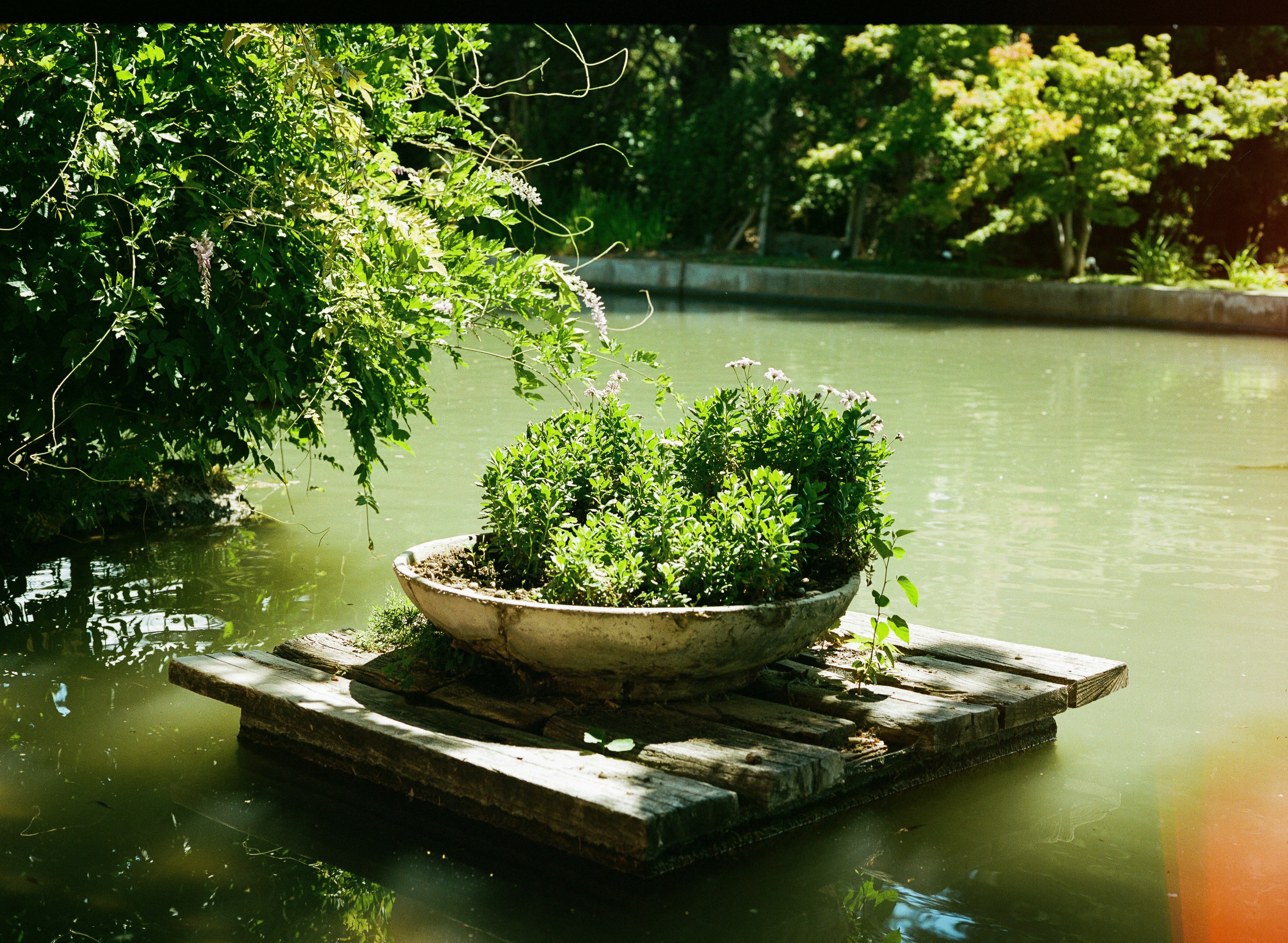 A small floating planter resting on calm water, surrounded by lush greenery. Shot on medium format film, capturing a quiet moment of balance between nature and stillness.