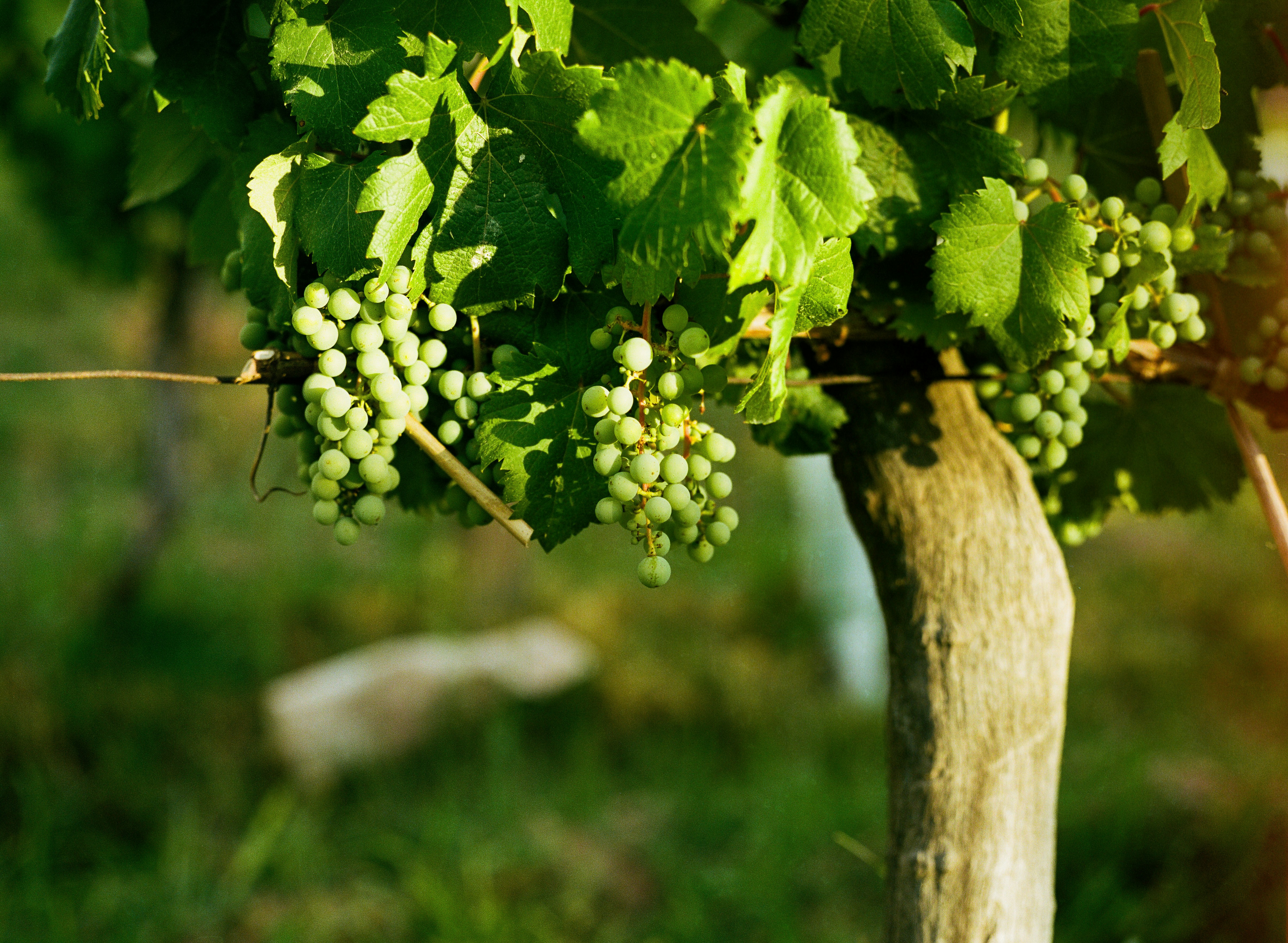 Clusters of green grapes hanging from a vine in a vineyard, captured in warm sunlight. Shot on medium format film in Mendoza, Argentina.