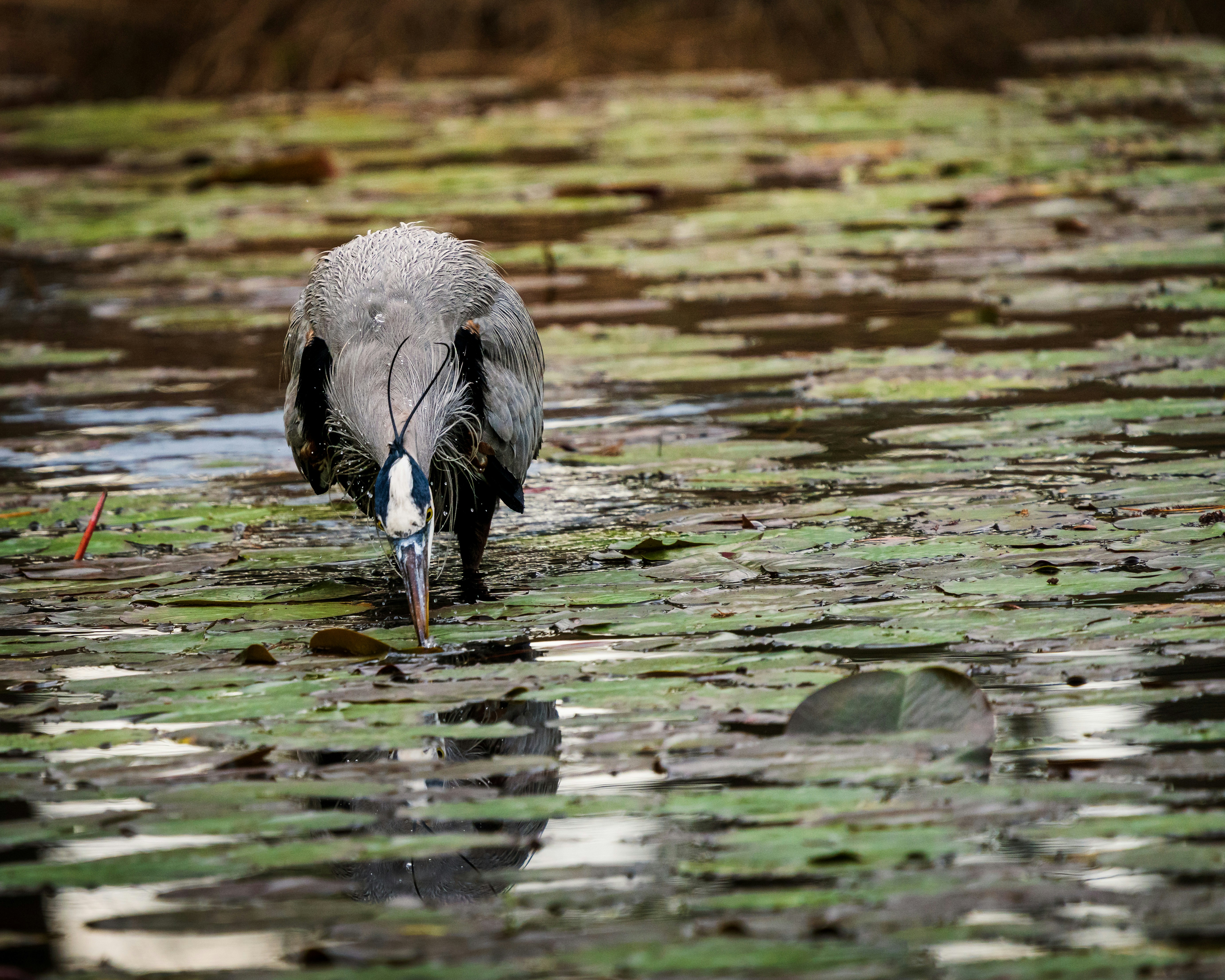 Heron in a Moonlit Pond: A Quiet Forage Among Floating Lilies