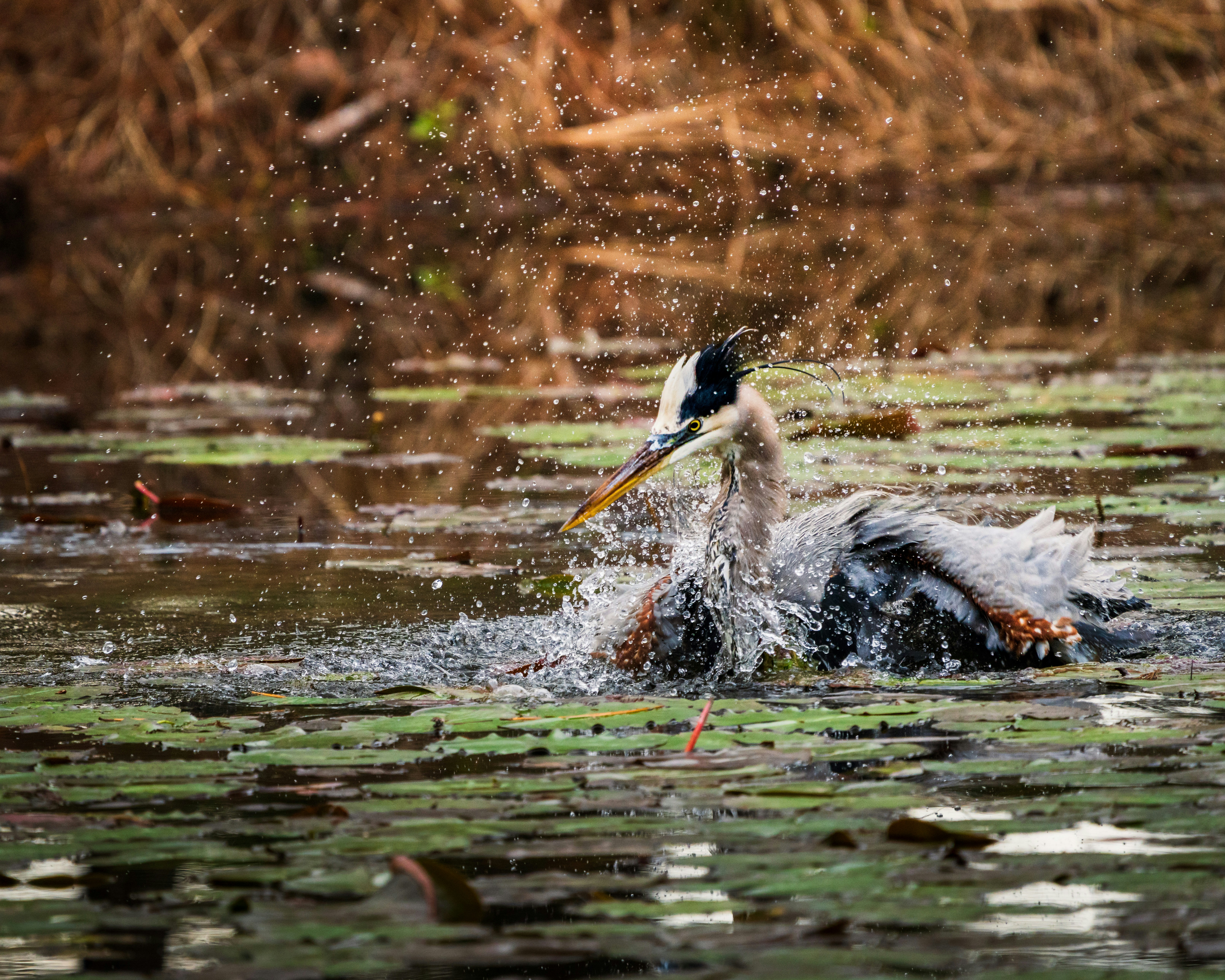 Charging Heron in Glossy Pond Chaos