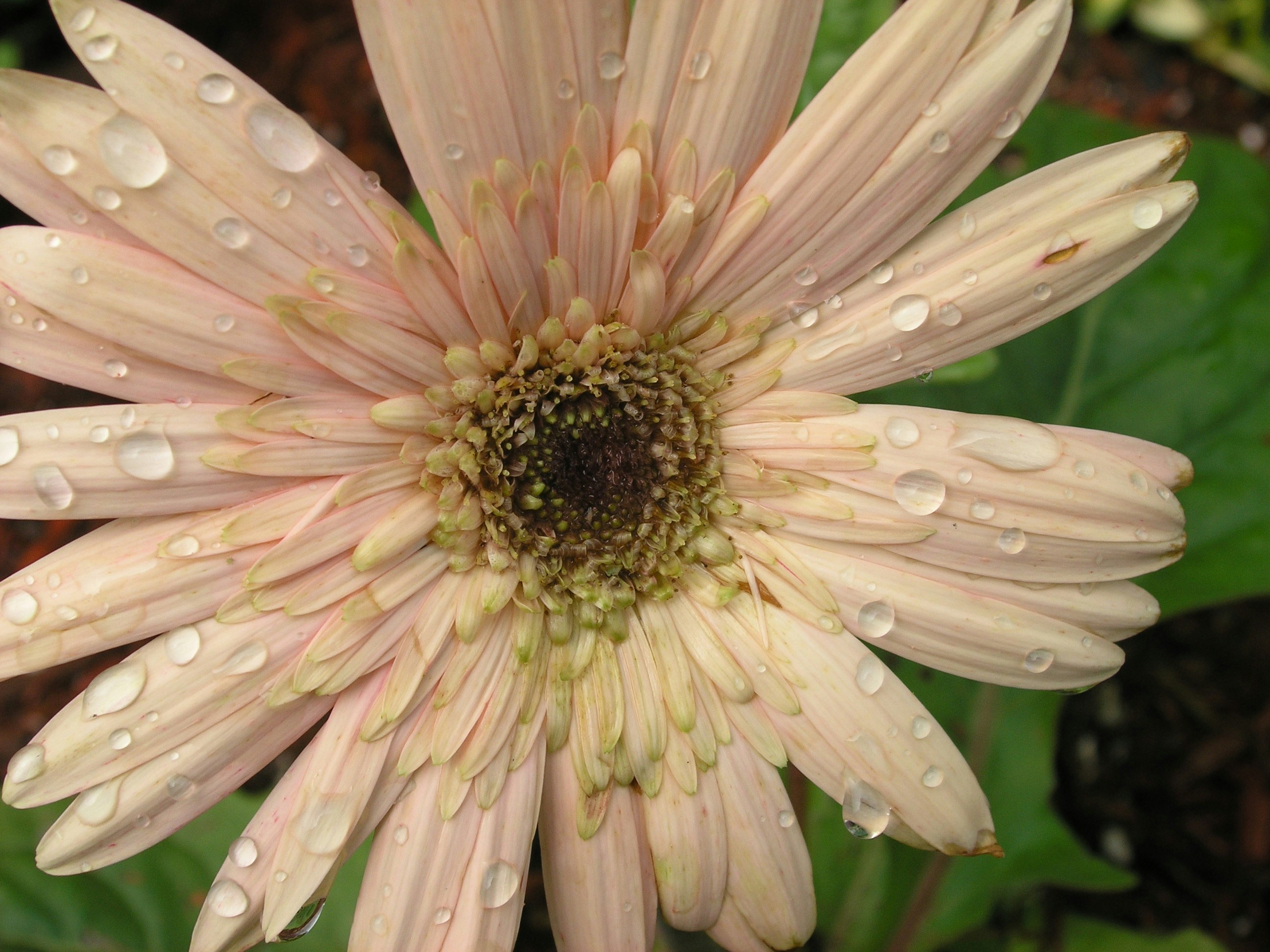 Pale pink gerbera daisy with water droplets.