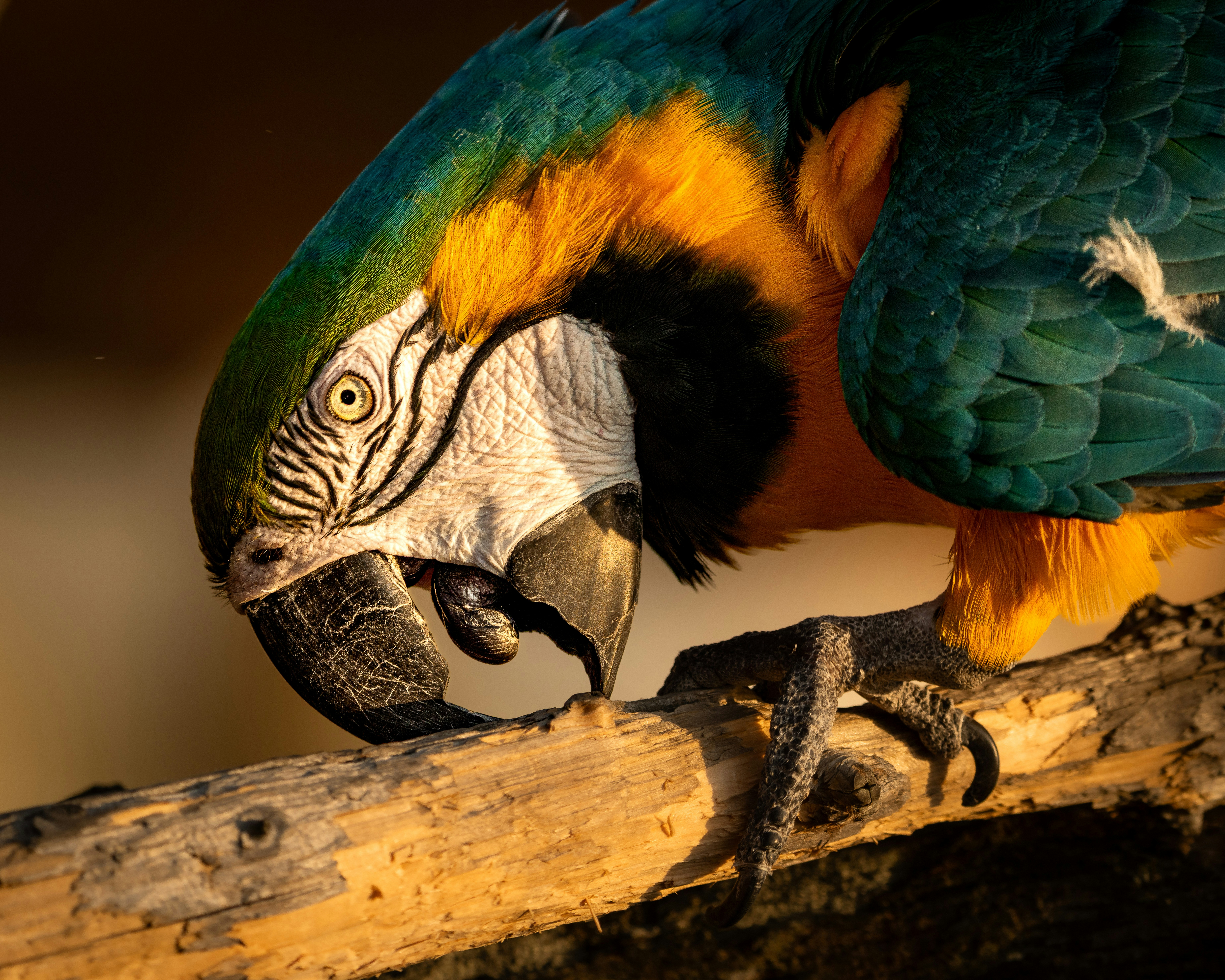 Colors of the Canopy: A Hyacinth Macaw Bites Into a Log
