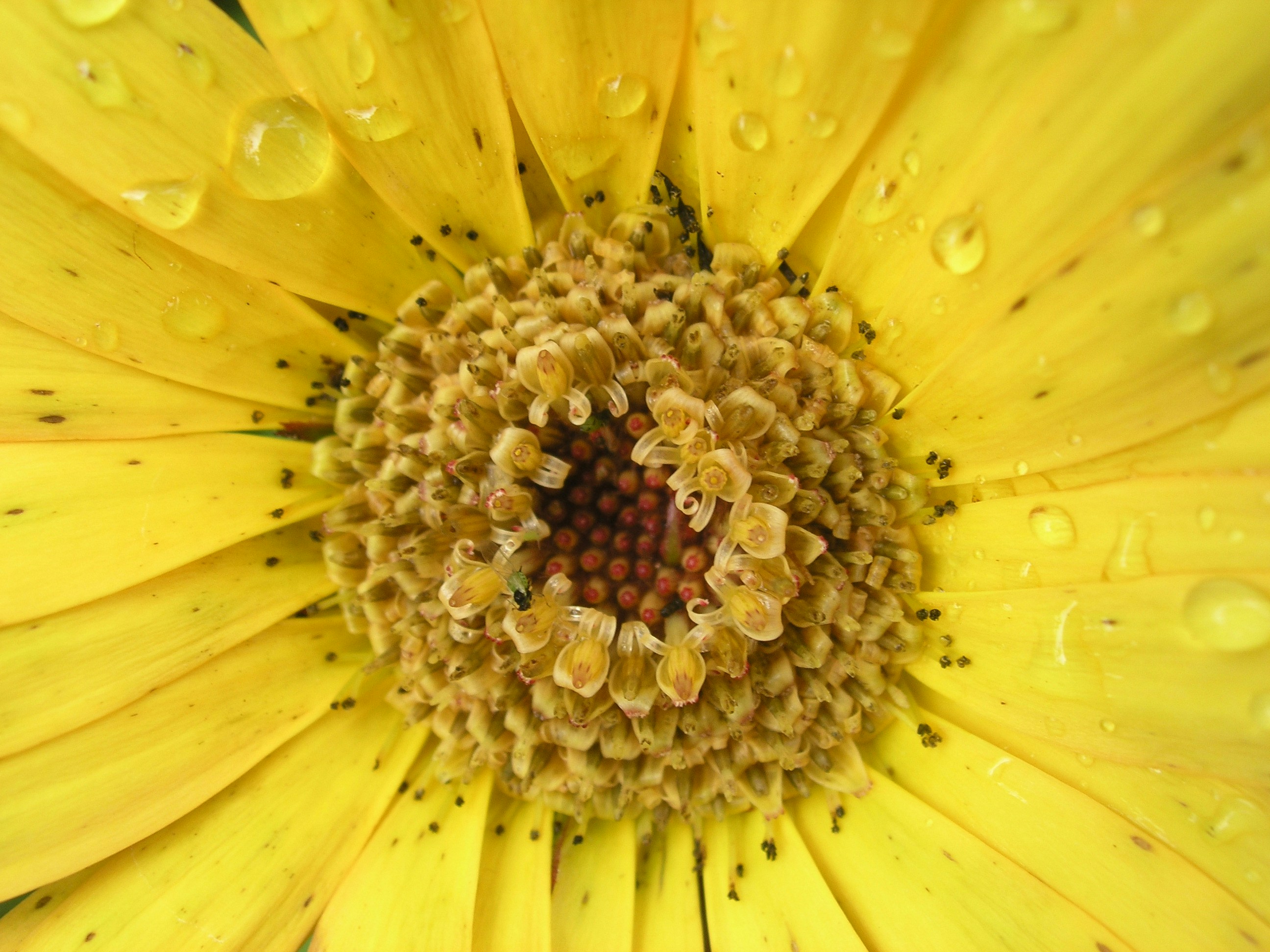 Close up of a yellow flower with water droplets.