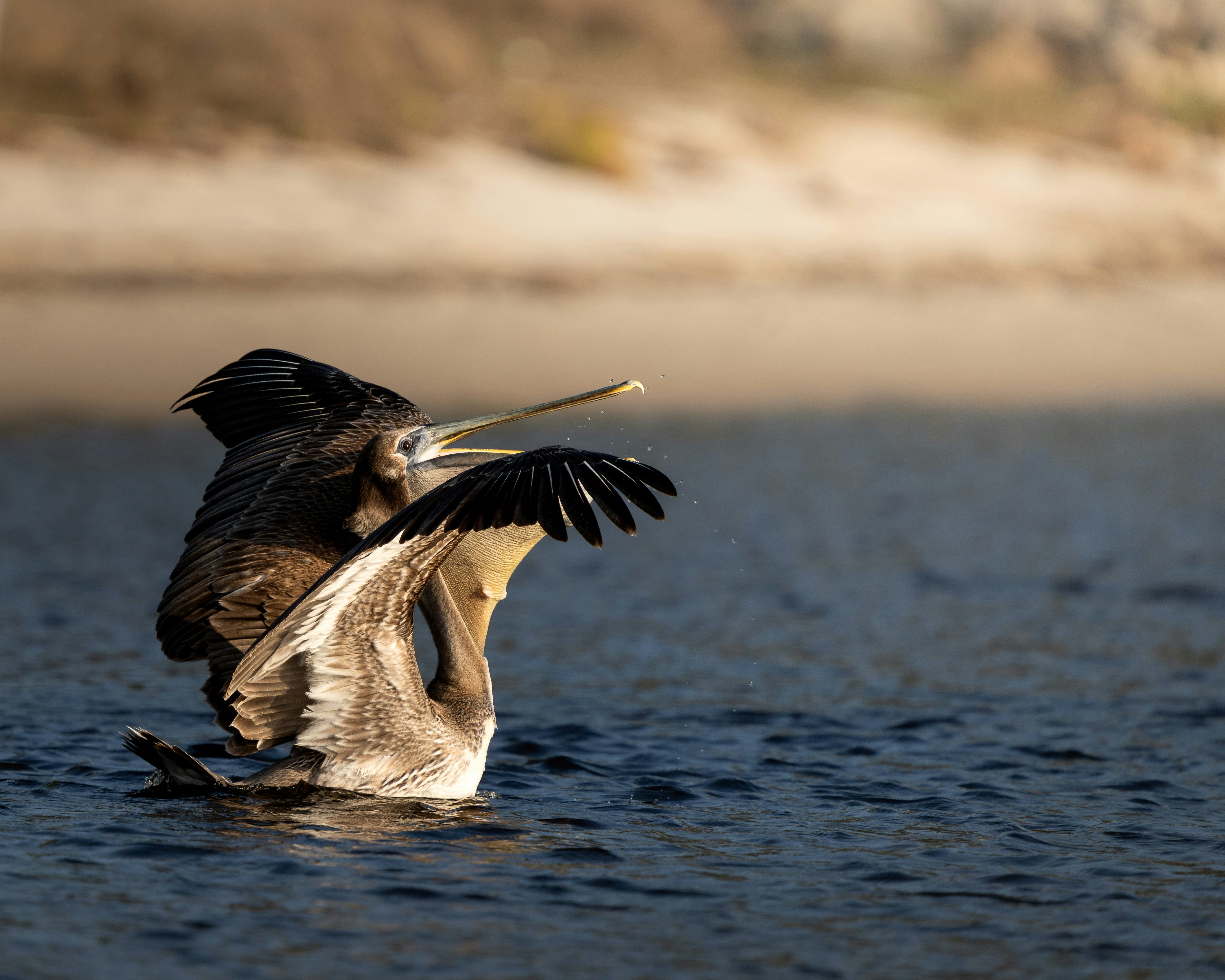 Pelican in Mid-Flap: A spanned wing moment over blue shallows near a sandy shore