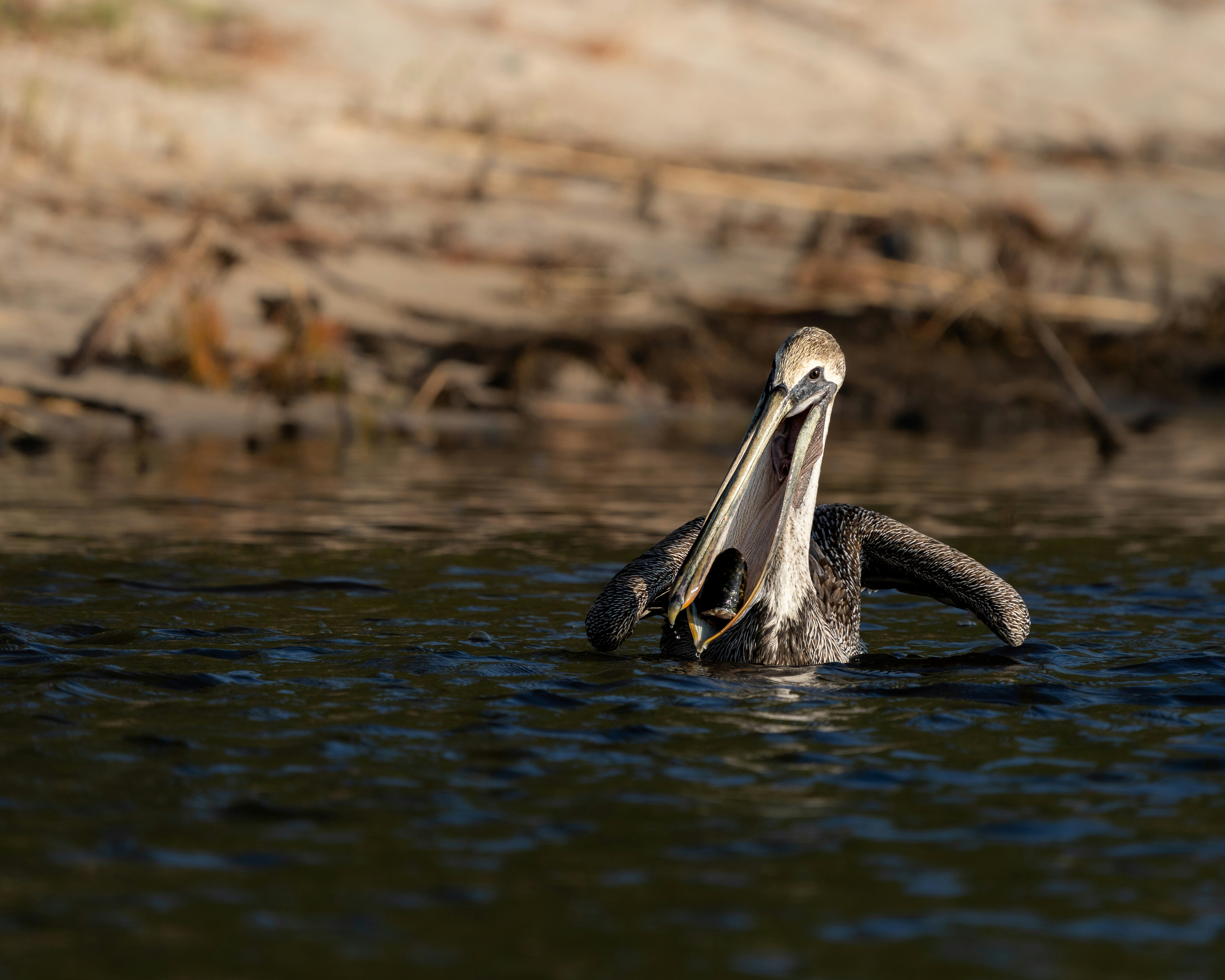 Great White Pelican Emerging from the Dusk Waters