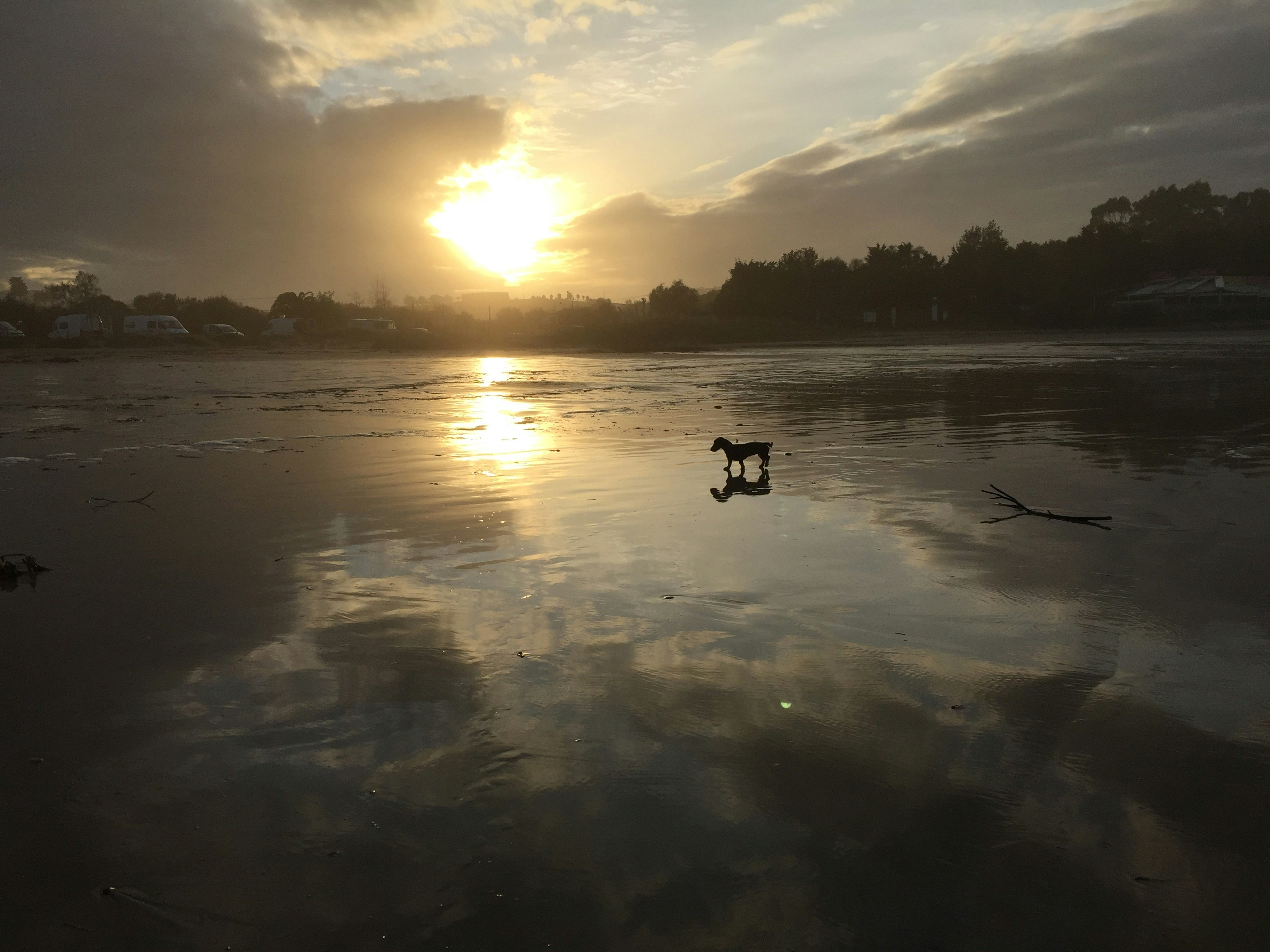 Silhouette of a Dog on a Calm Sunset Shore