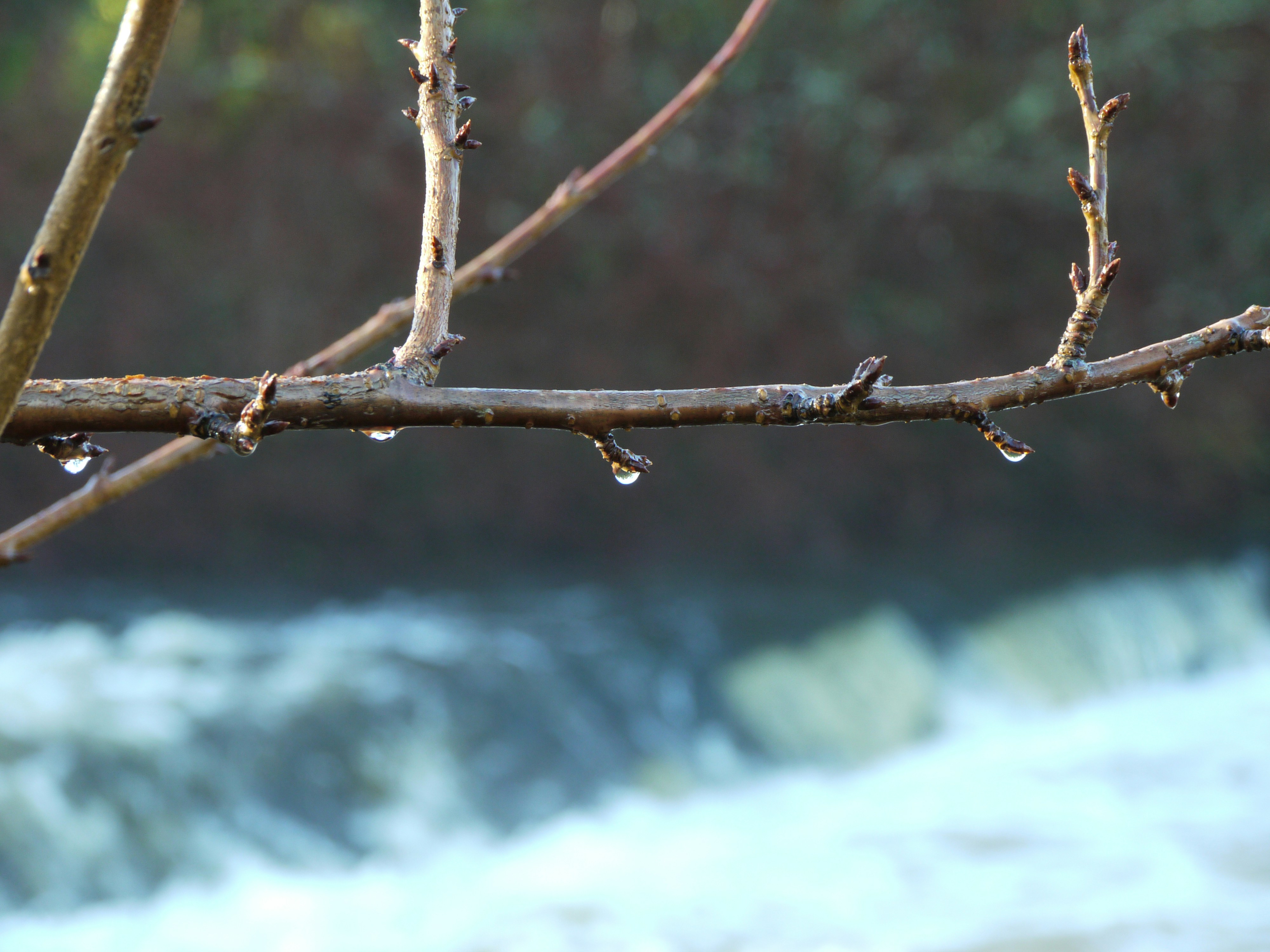 Bare Branches Framing a Misty Stream