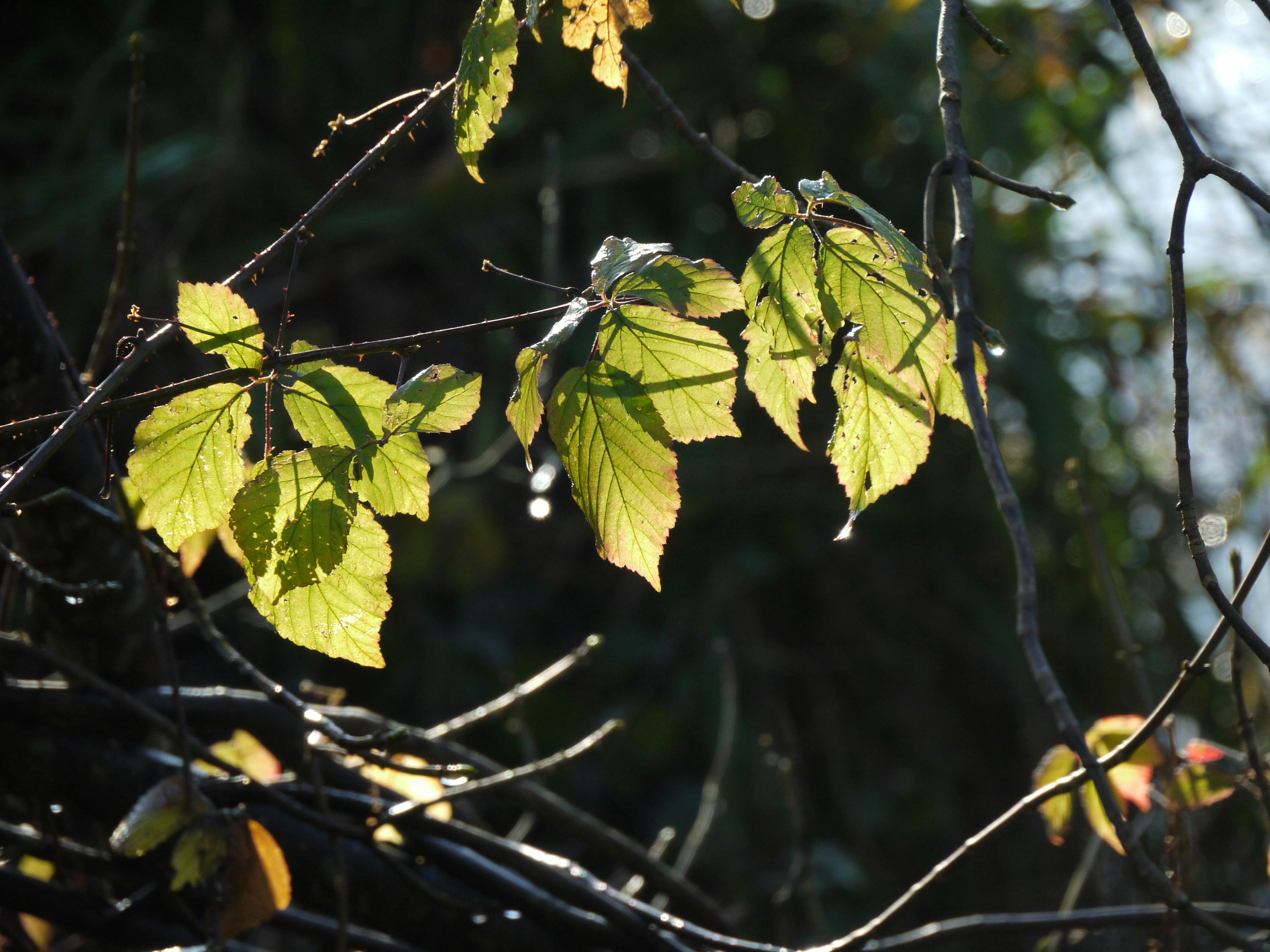 Backlit Vine Leaves: Emerald Hues against a Shadowed Frame