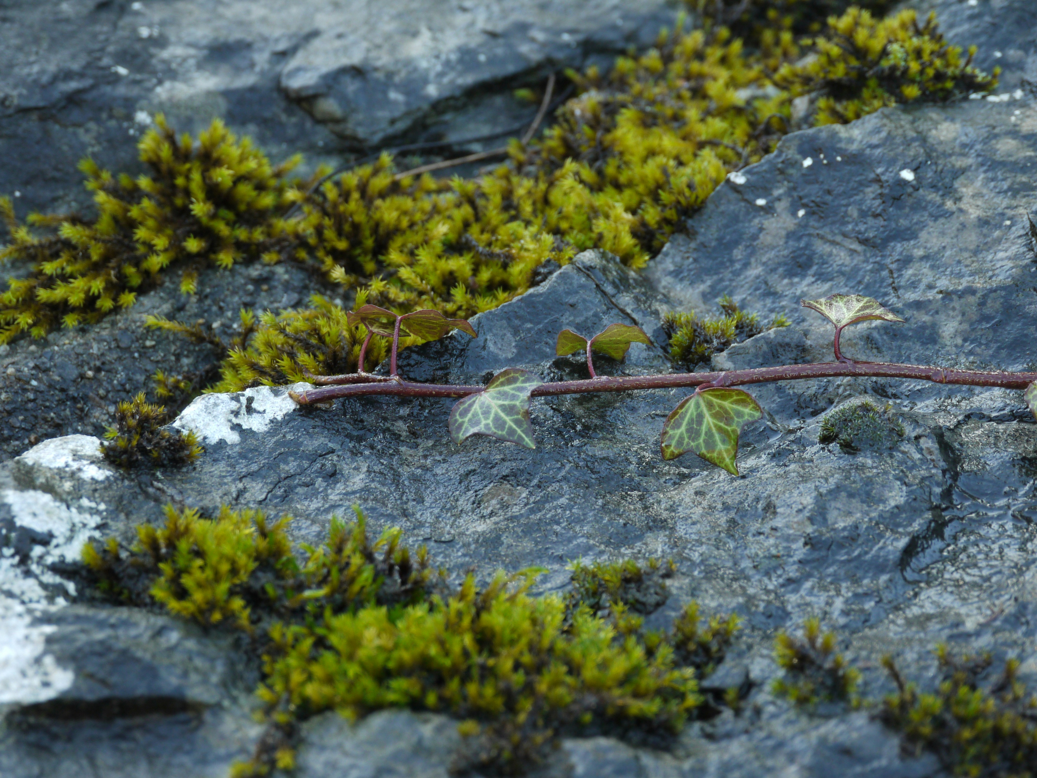 Ivy Thread Across a Crag: A Sparse Meadow on Stone