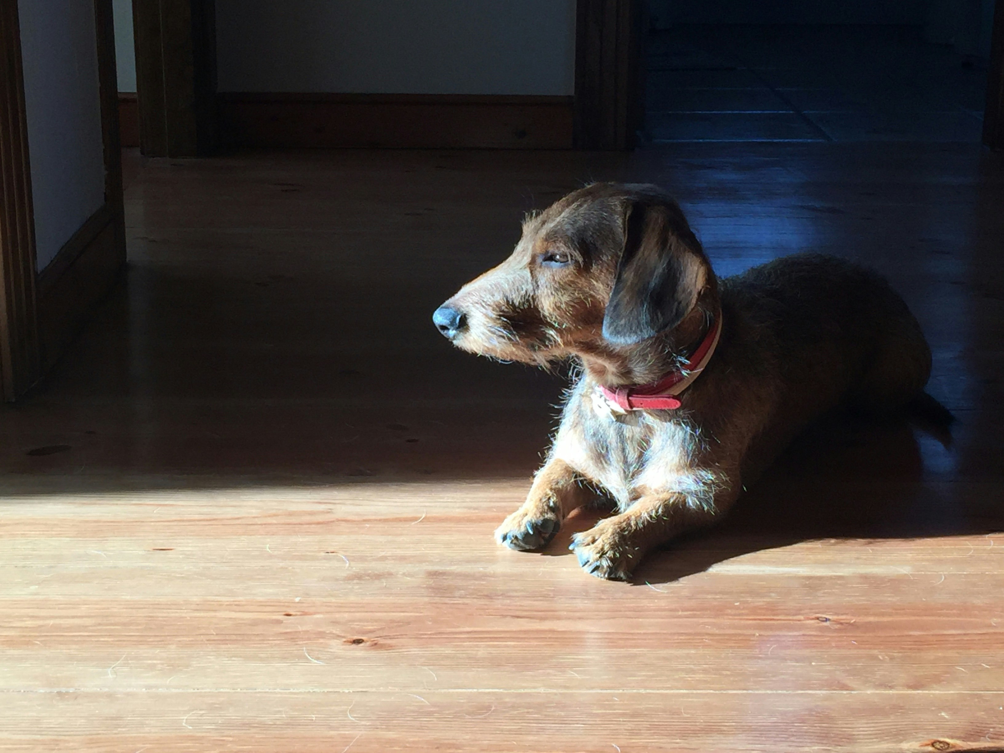 Sunlit dachshund at rest in a quiet hallway