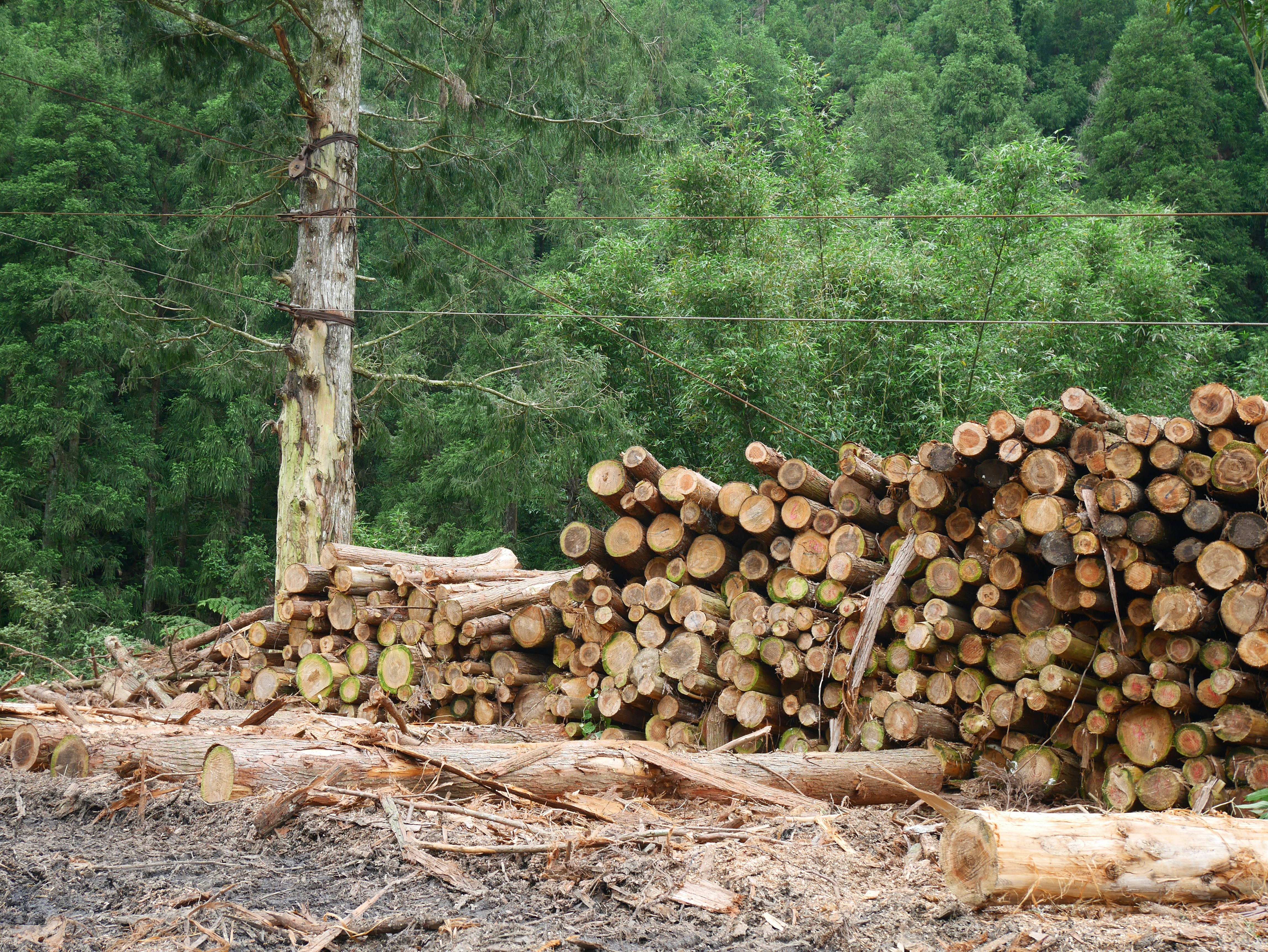Pile of cut logs in a forest setting