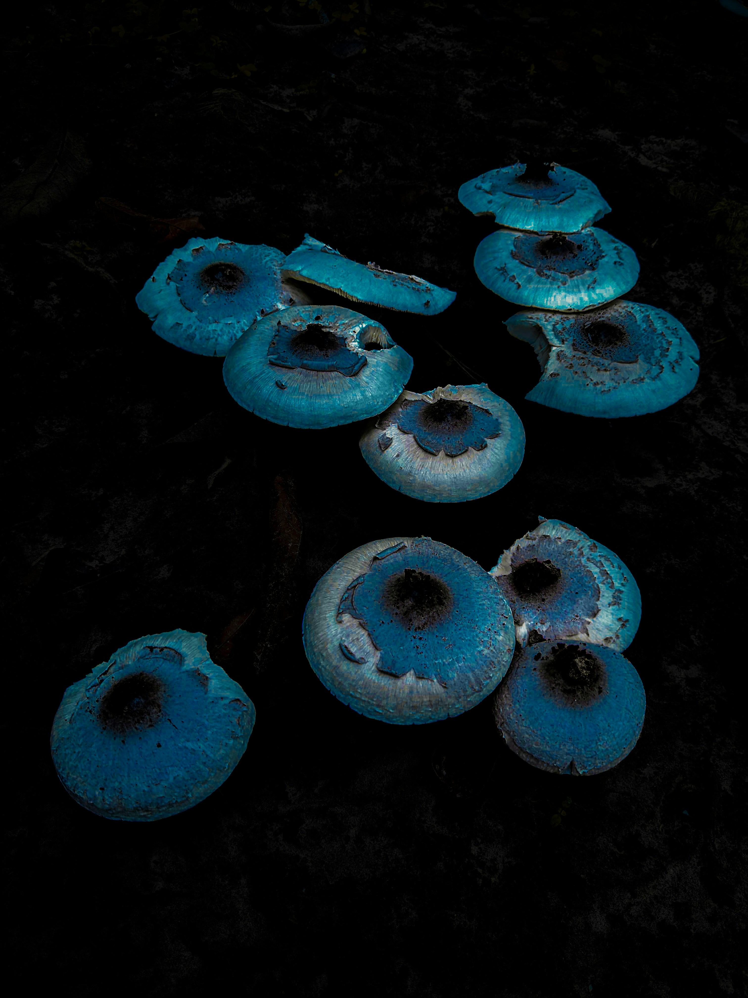 Bleached blue mushrooms on a black canvas