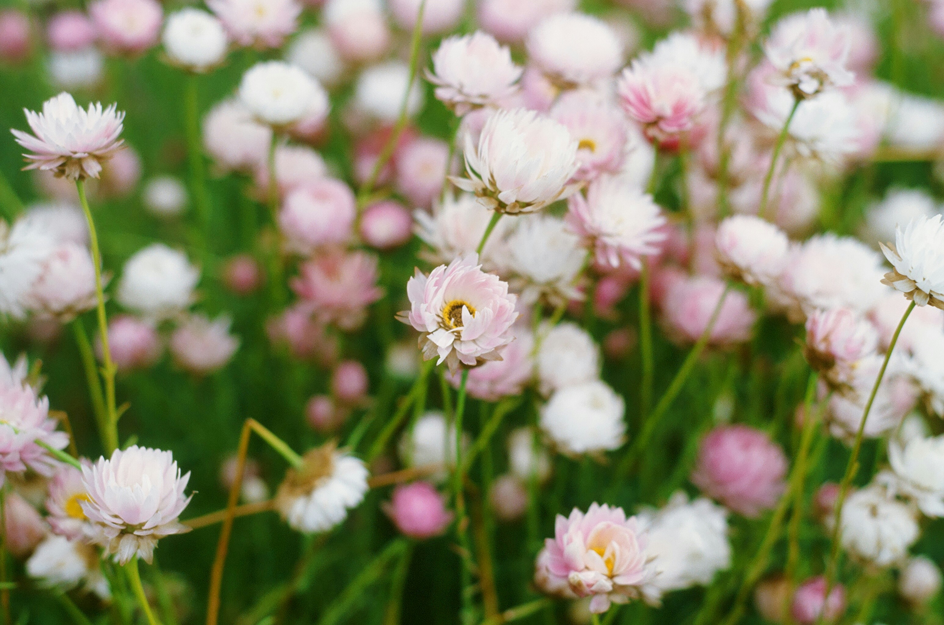 Delicate pink and white wildflowers blooming in a field. photo – Free ...
