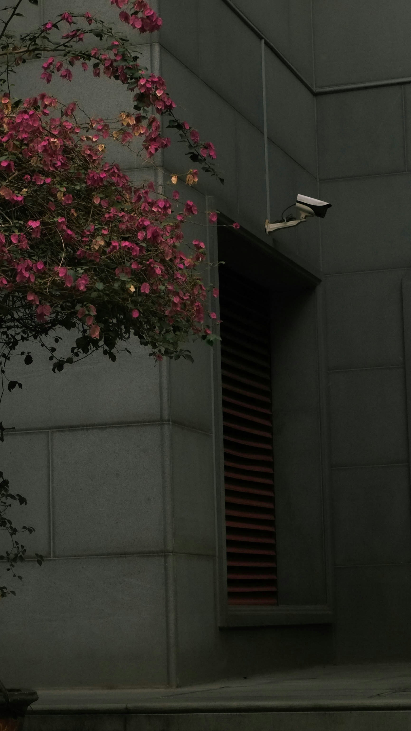 Urban Concrete Canvas with Pink Climbers and a Wall-Mide Surveillance