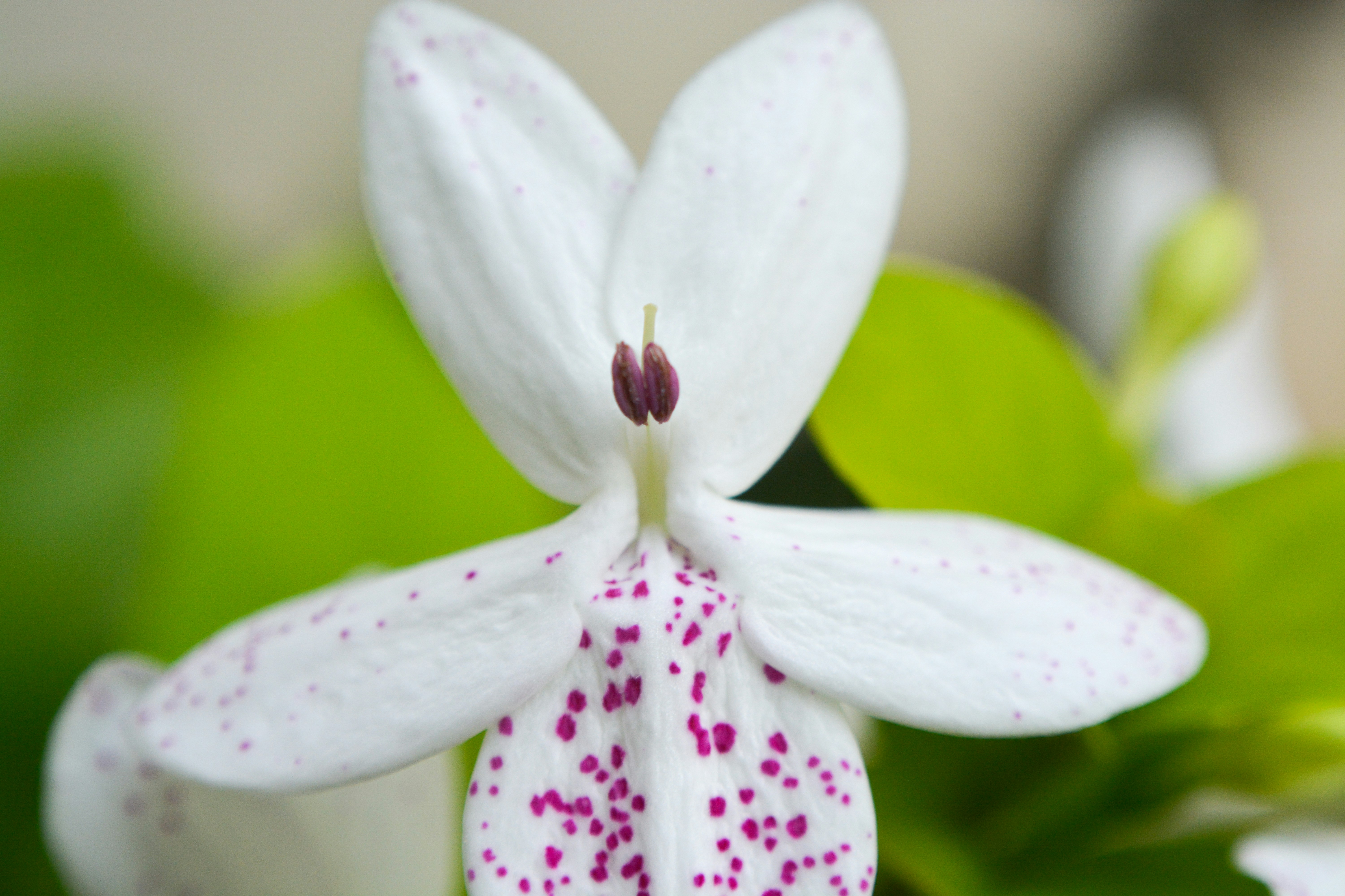 White Orchid Petals Framing a Pink-spot Center