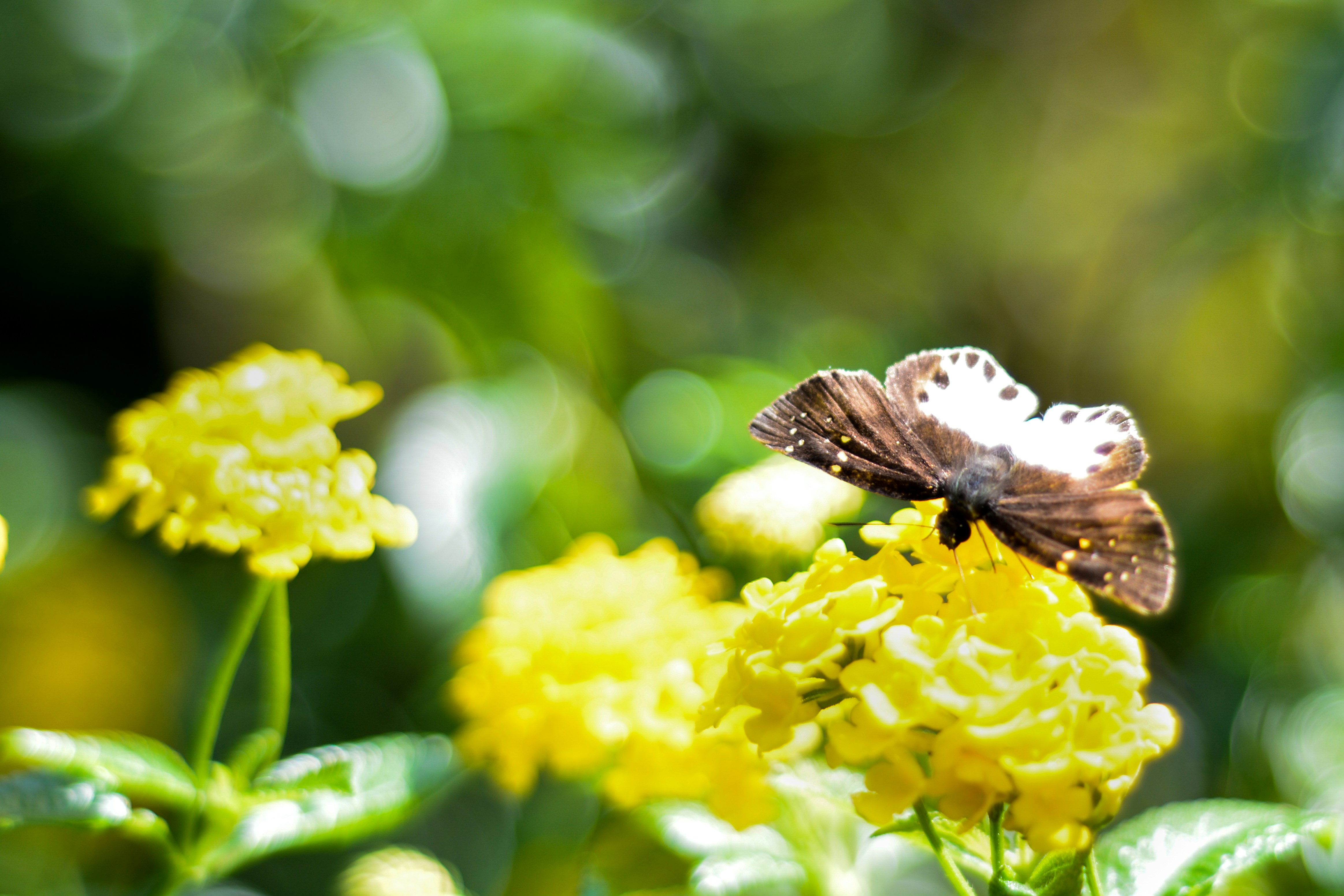 Butterfly Spotlight on a Yellow Blooms