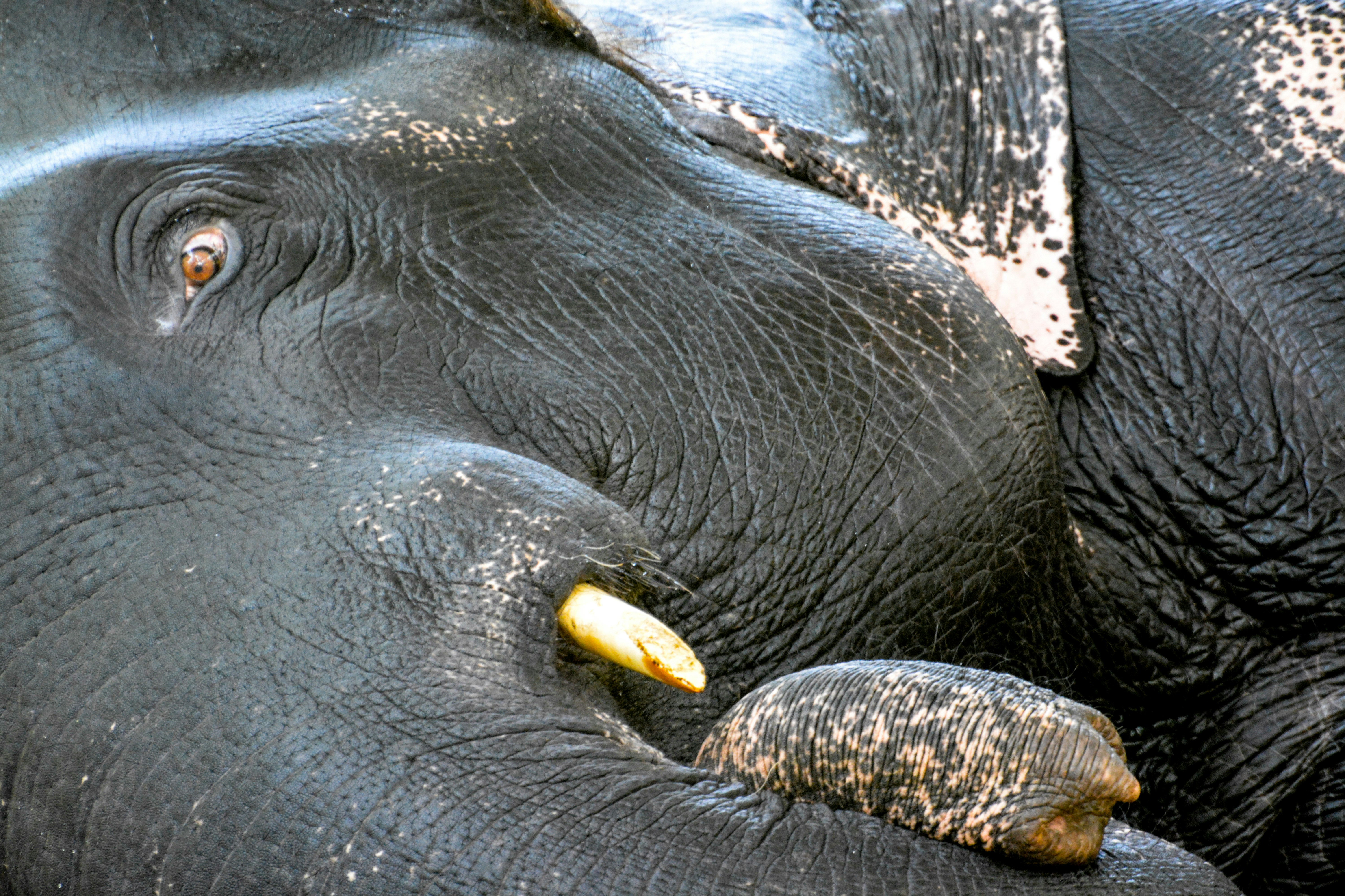Close-Quarters Glance: Elephant's Eye and Tusk in Twilight Skin