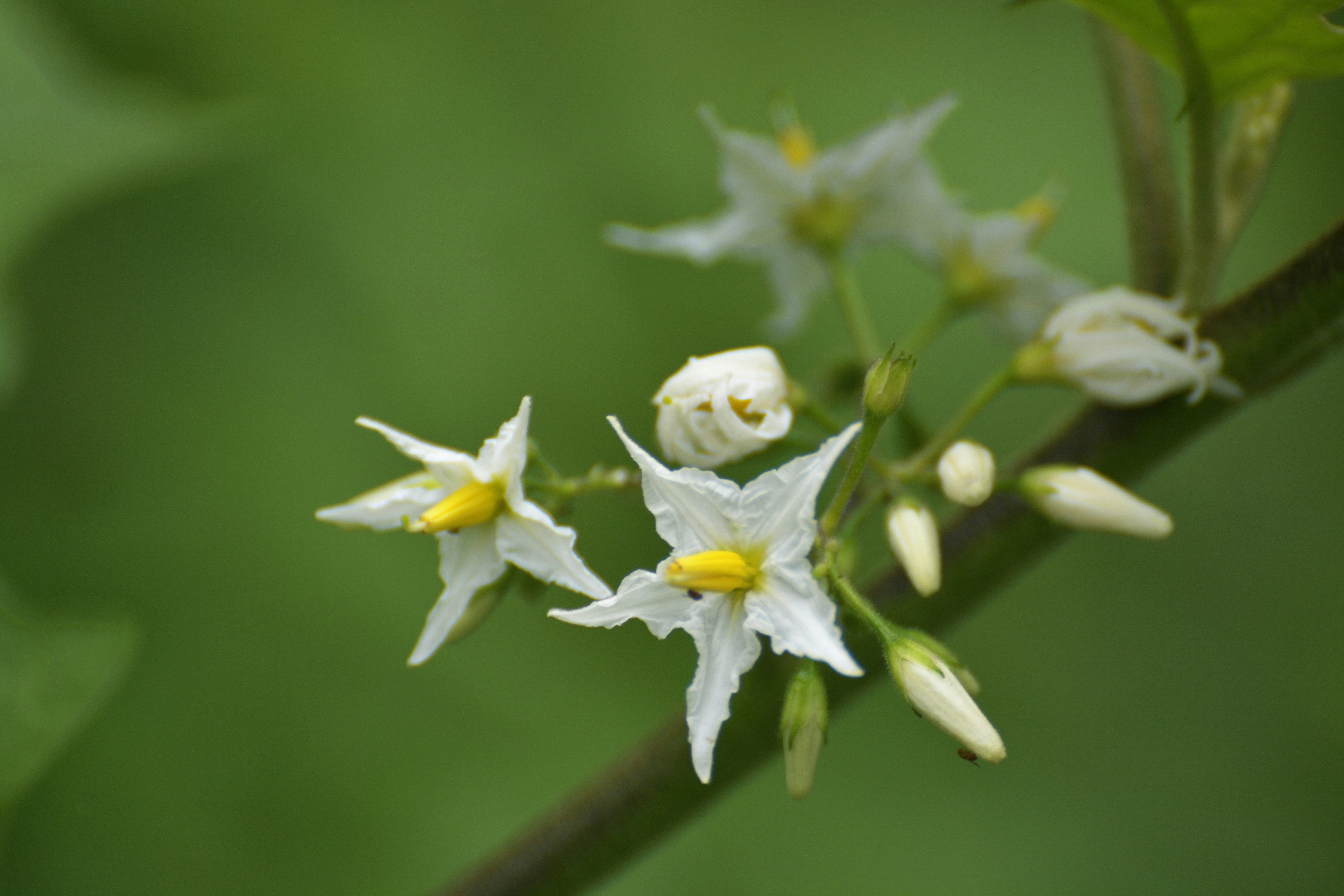 White Starflowers in Focus: Close-Up on Delicate Blossoms