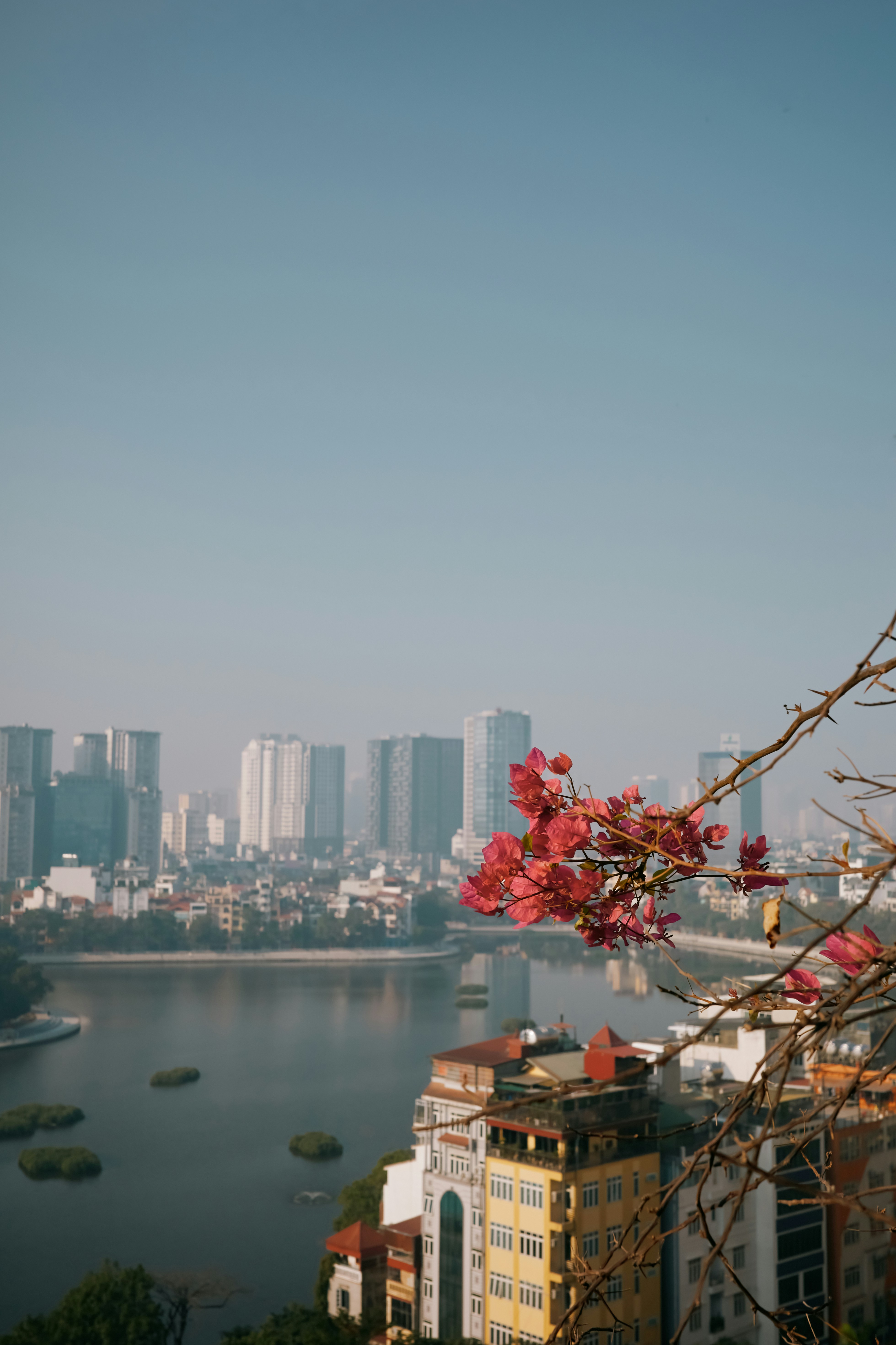 Cityscape with a lake and pink flowers in foreground photo – Free ...