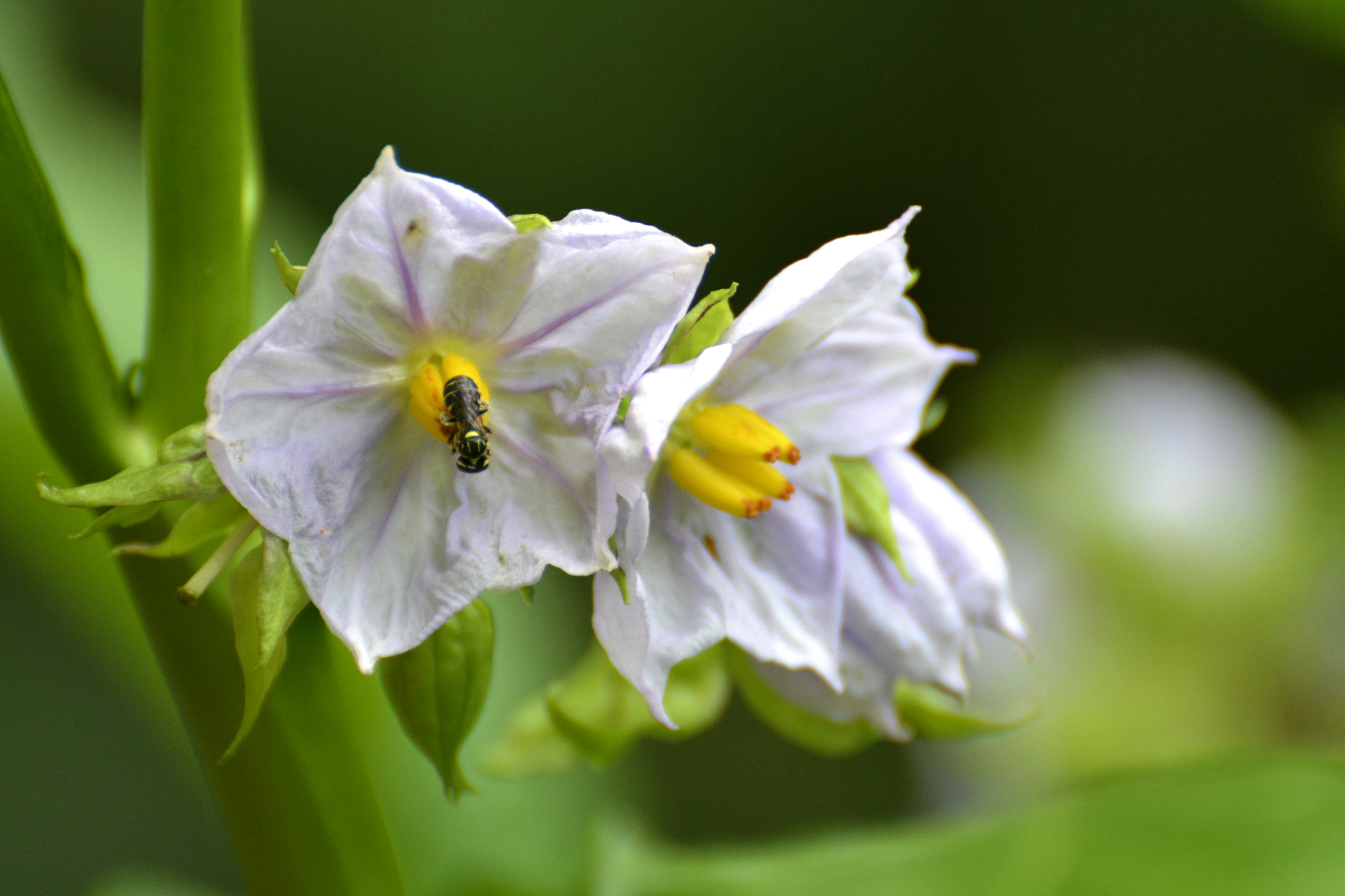 Pollinating bloom: an aphid-eyed moment on a white flower