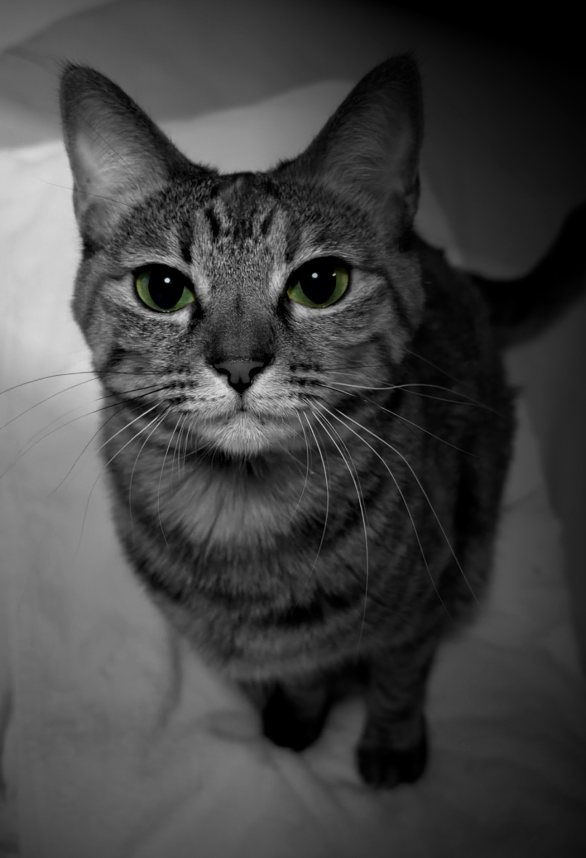 Raffael Gabel (@rgaconceptcat) | Unsplash Photo Community