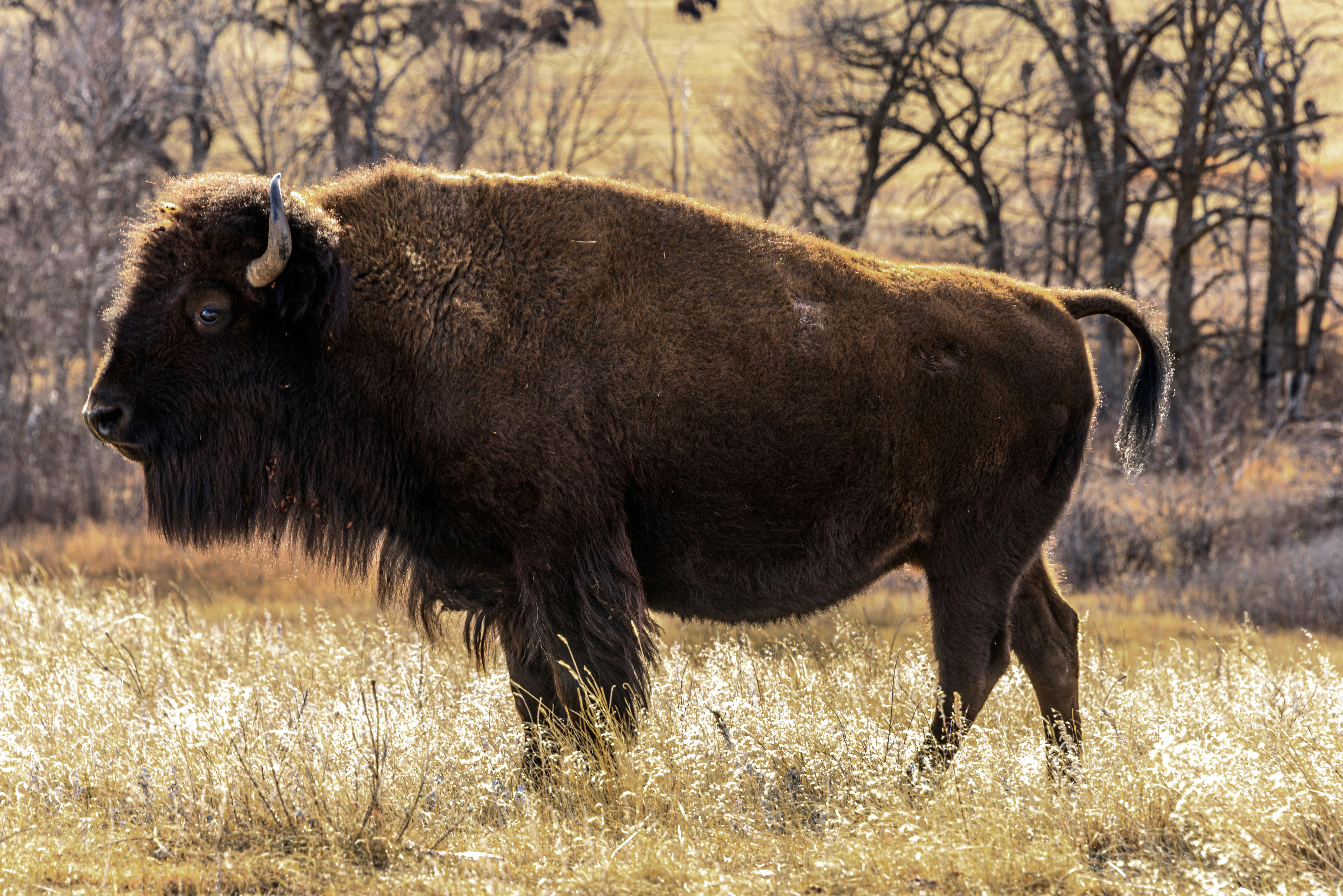 A large bison stands in a dry, grassy field. photo – Free Animal Image ...