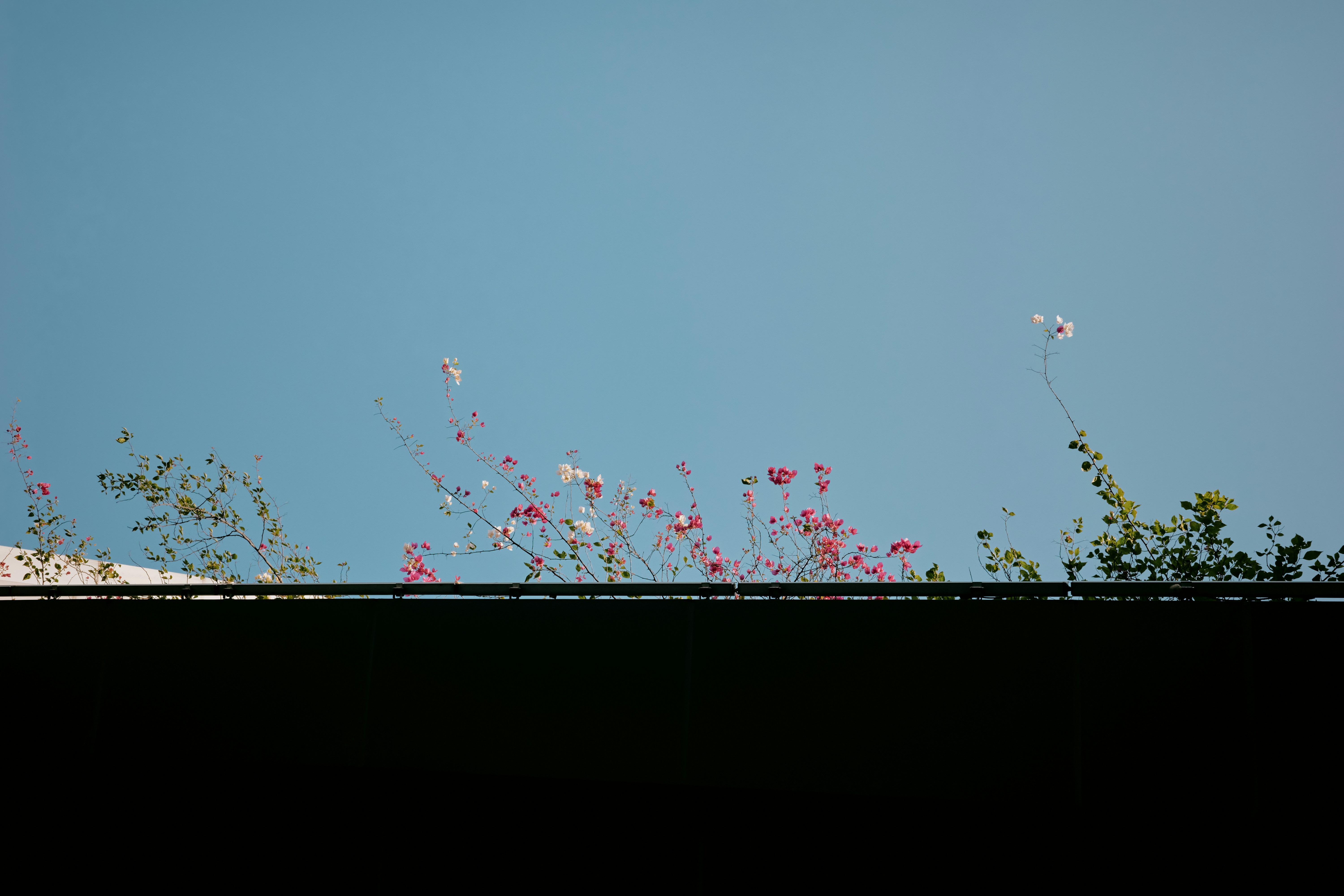 Quiet Rooftop Bloom: A Strip of Sky Above the Roofline