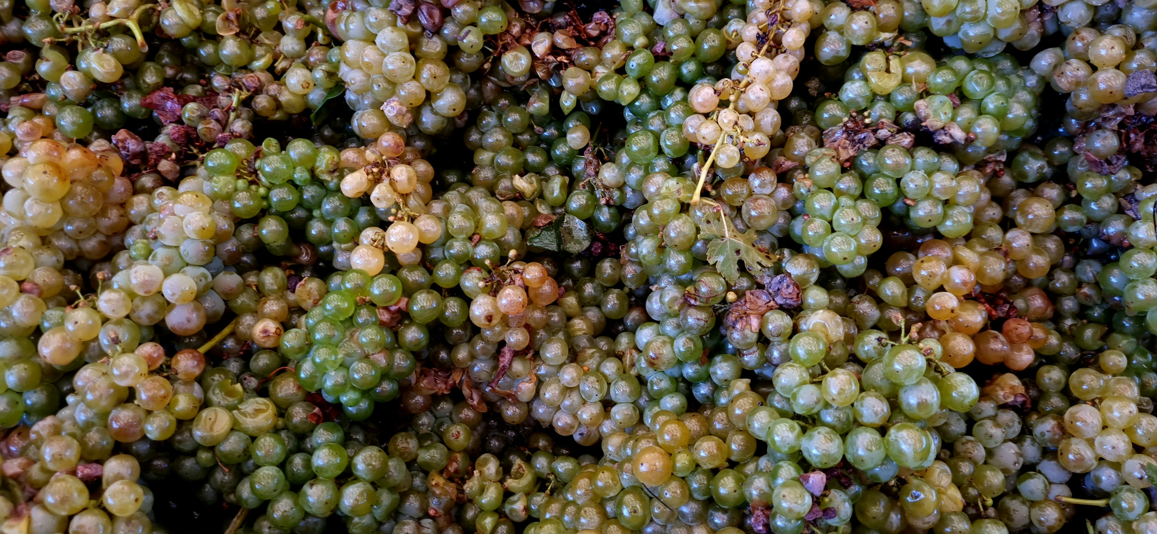 Grapes in Bloom: a dense mosaic of tiny fruit