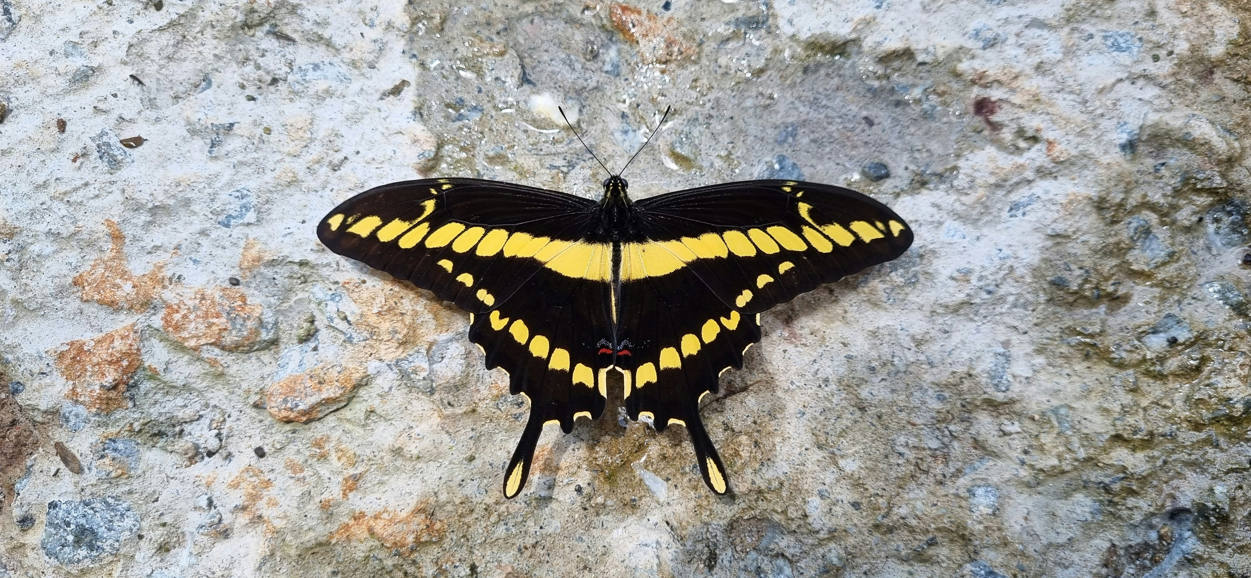 Yellow-Threaded Monarch on Rough Stone