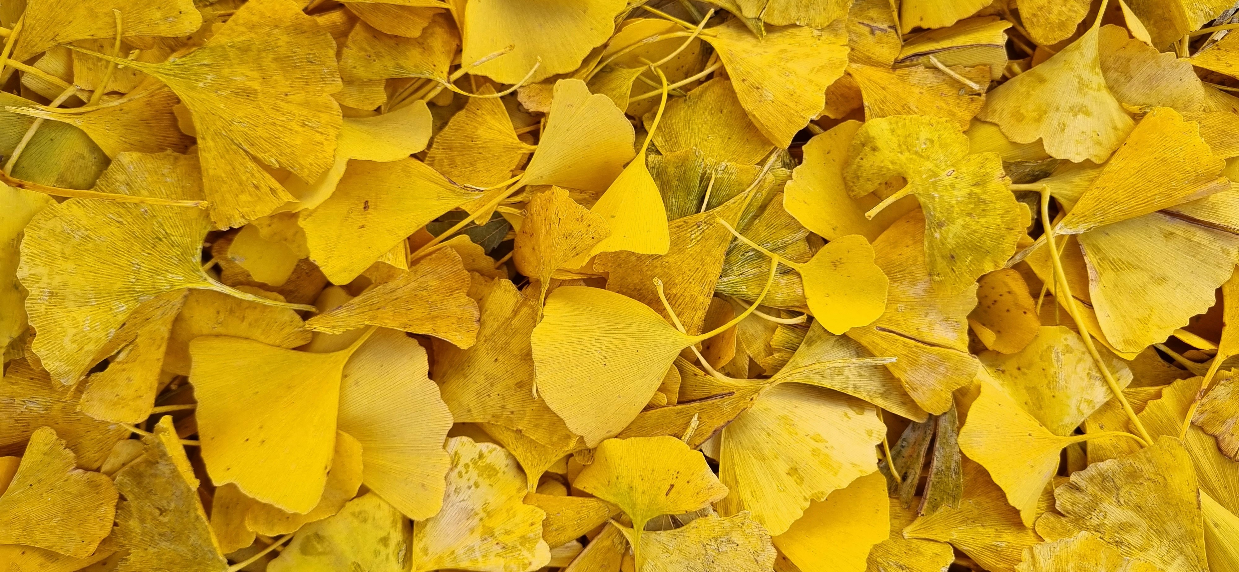 Golden Carpets: A Sea of Fall Leaves