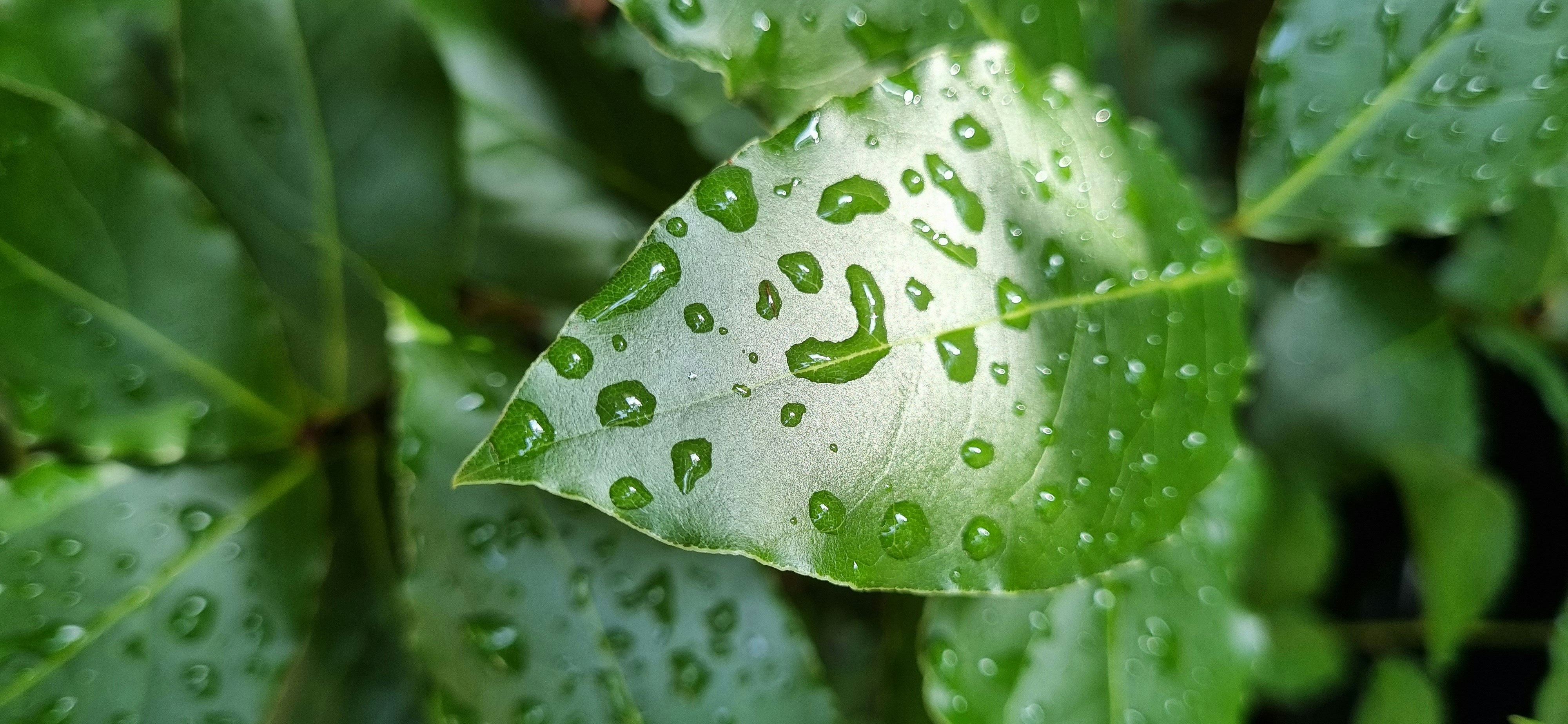 Dew-Kissed Leaf Close-Up: Morning Quiet in Green
