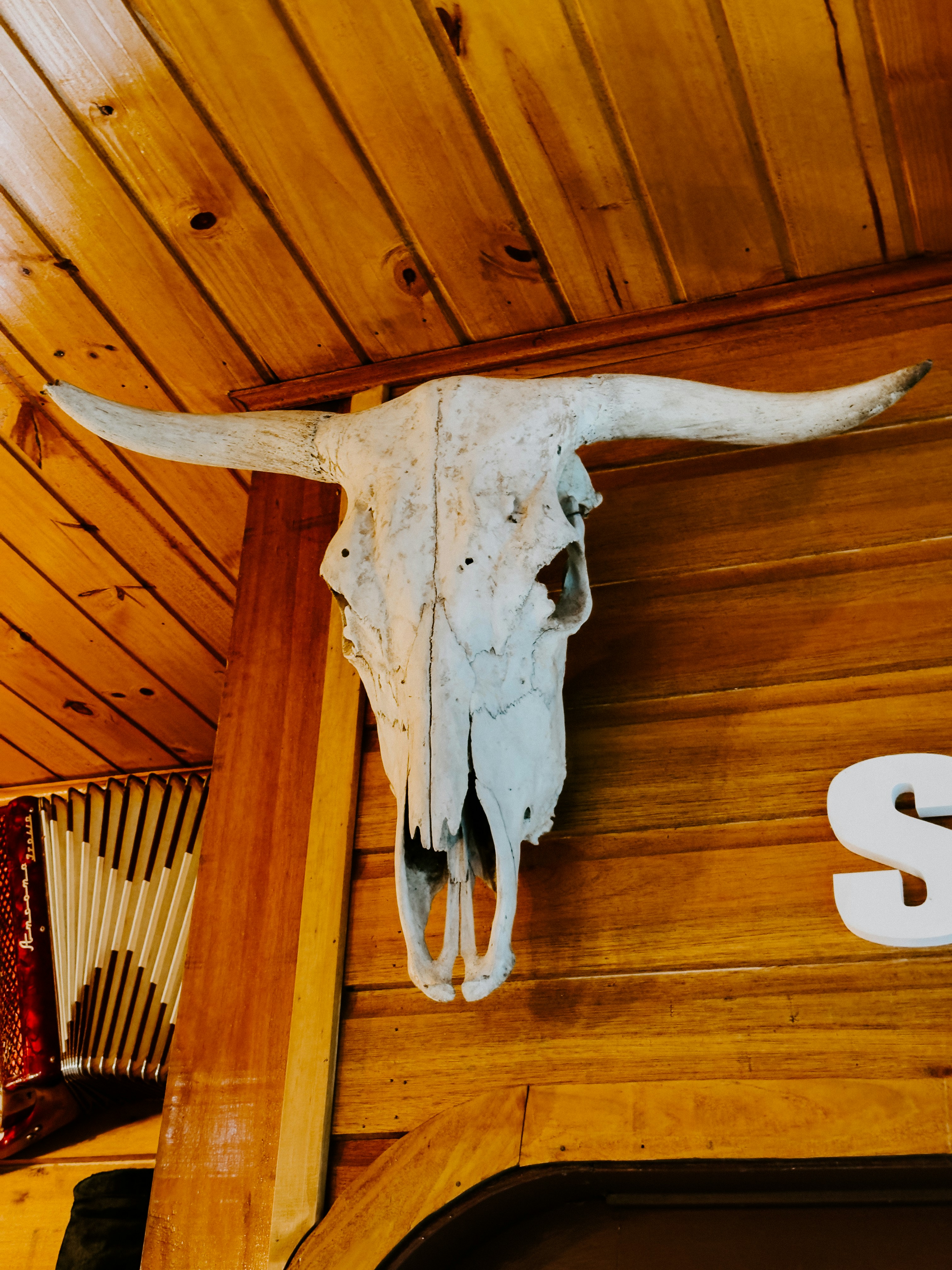 Horned Skull Adorns a Wooden Interior
