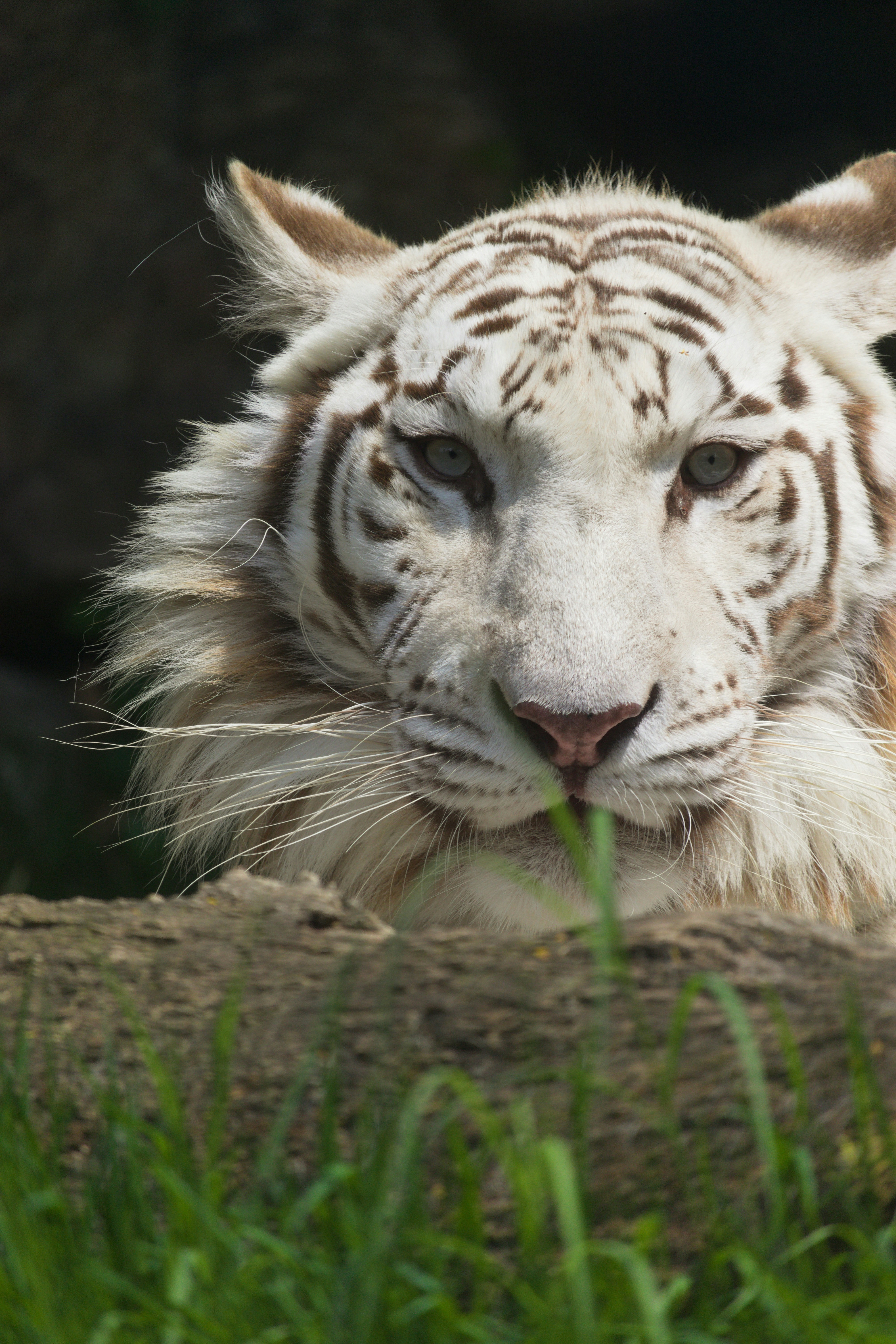 Close-up of a White Tiger's Gaze Over a Grass-Fringed Edge