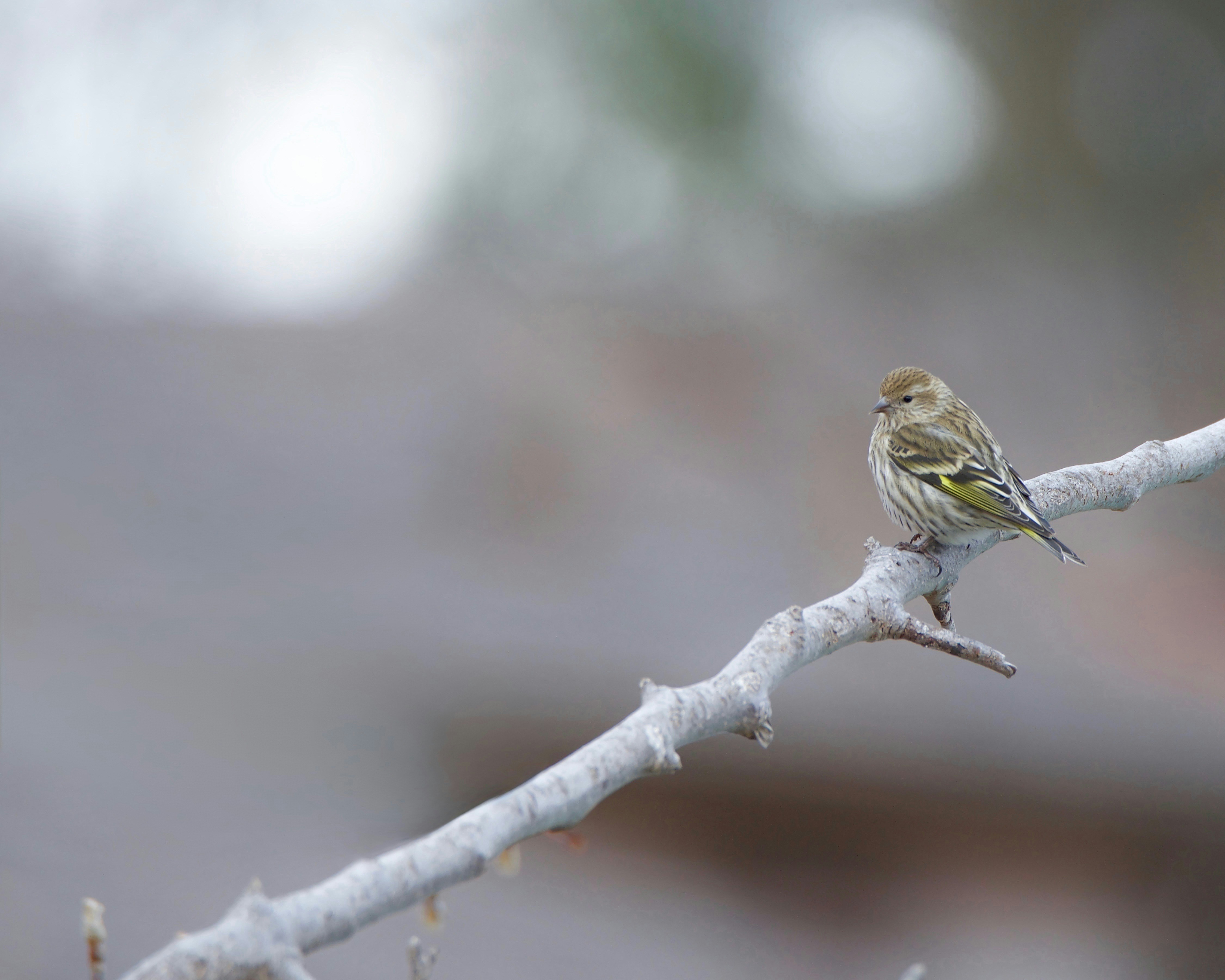 High-branch Watcher: A Small Songbird Suspended on a Winter Branch