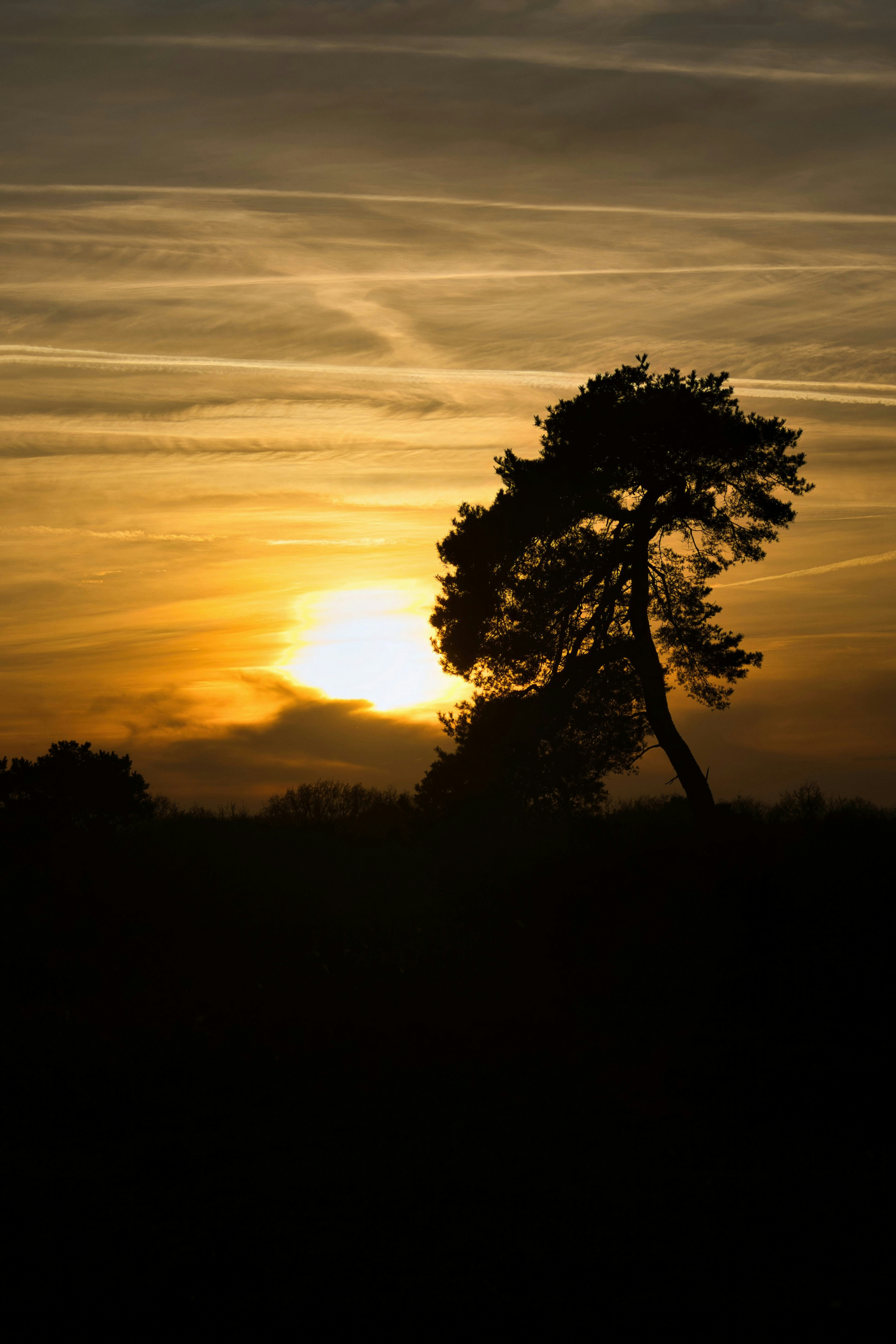 Sunset Silhouette: A Lone Pine Against a Golden Sky