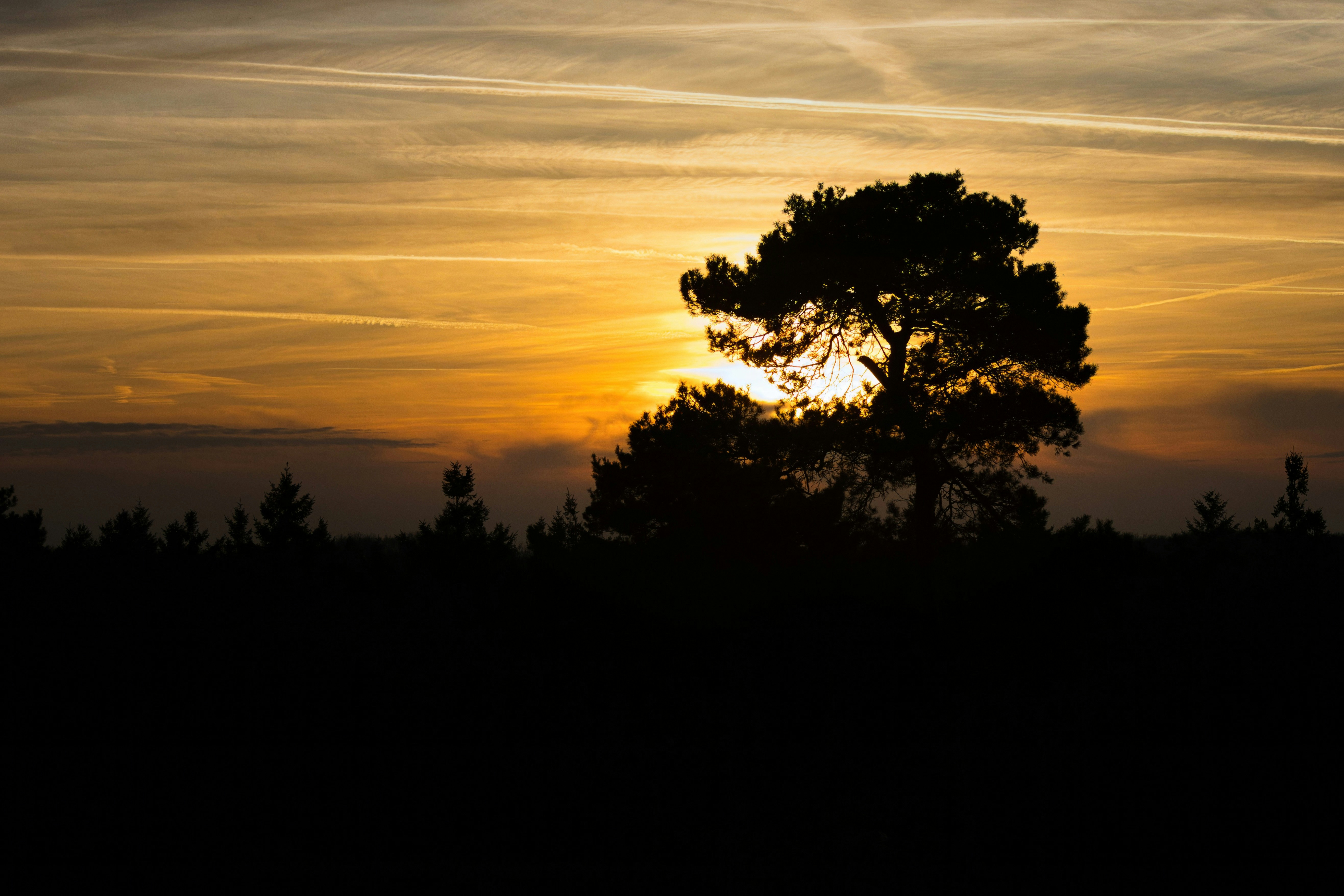 Silhouette of a Lone Pine at Dusk, Embraced by Golden Sky